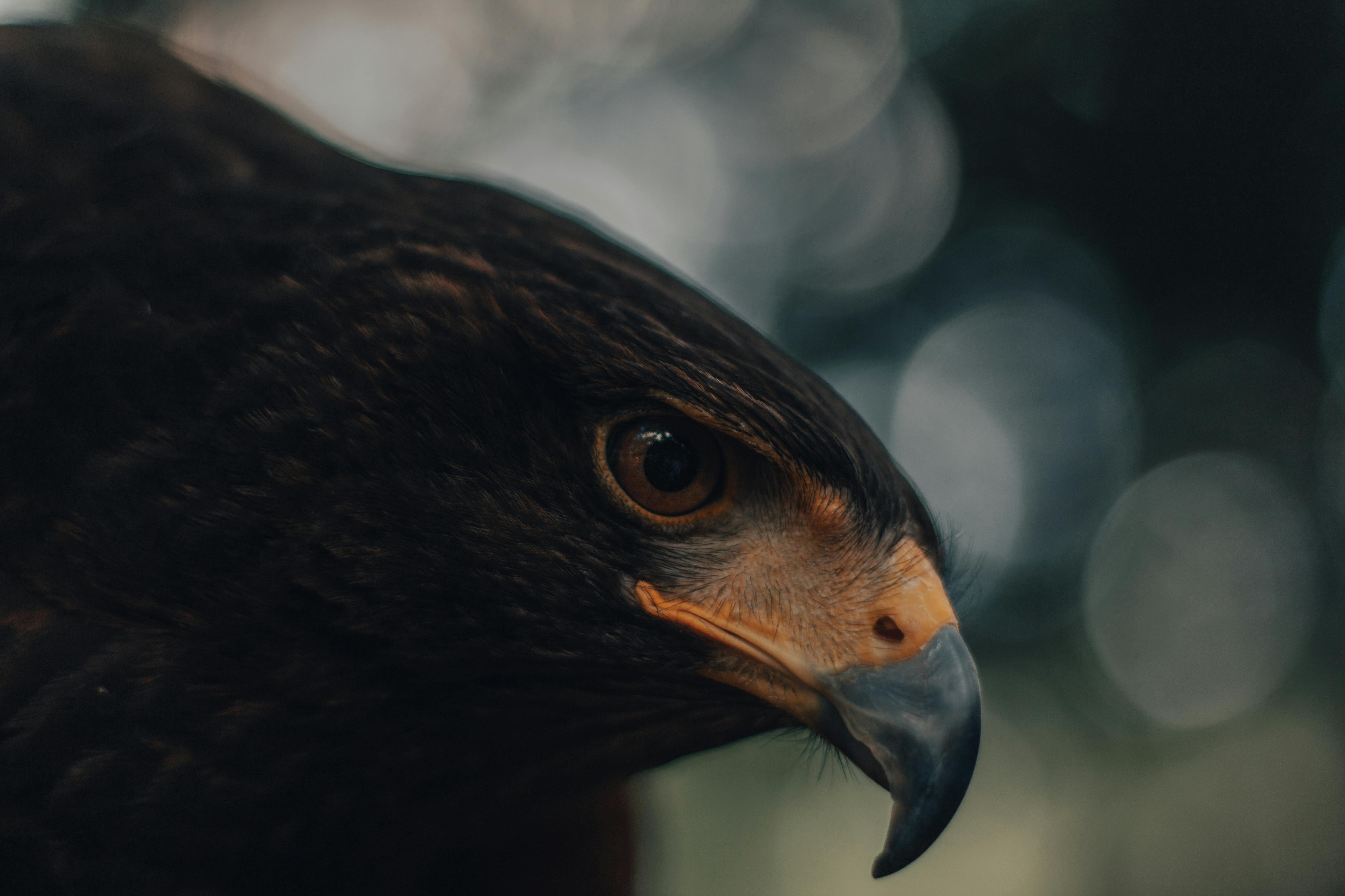 Portrait of a Brown Hawk · Free Stock Photo