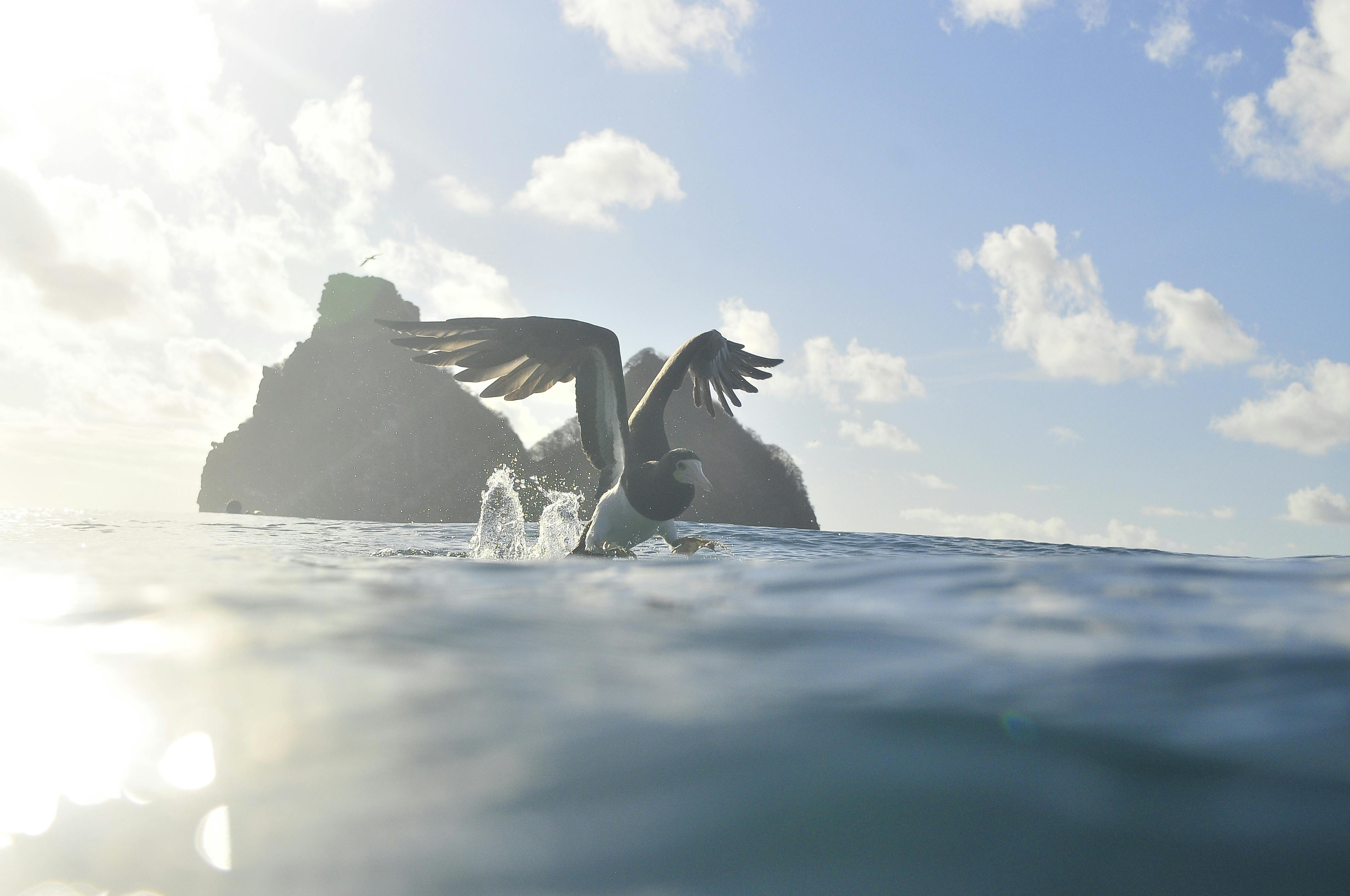 A Bird Diving in Water · Free Stock Photo