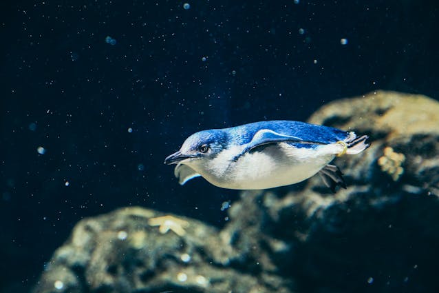 Discover Little Blue Penguin Facts You Need to Know Here