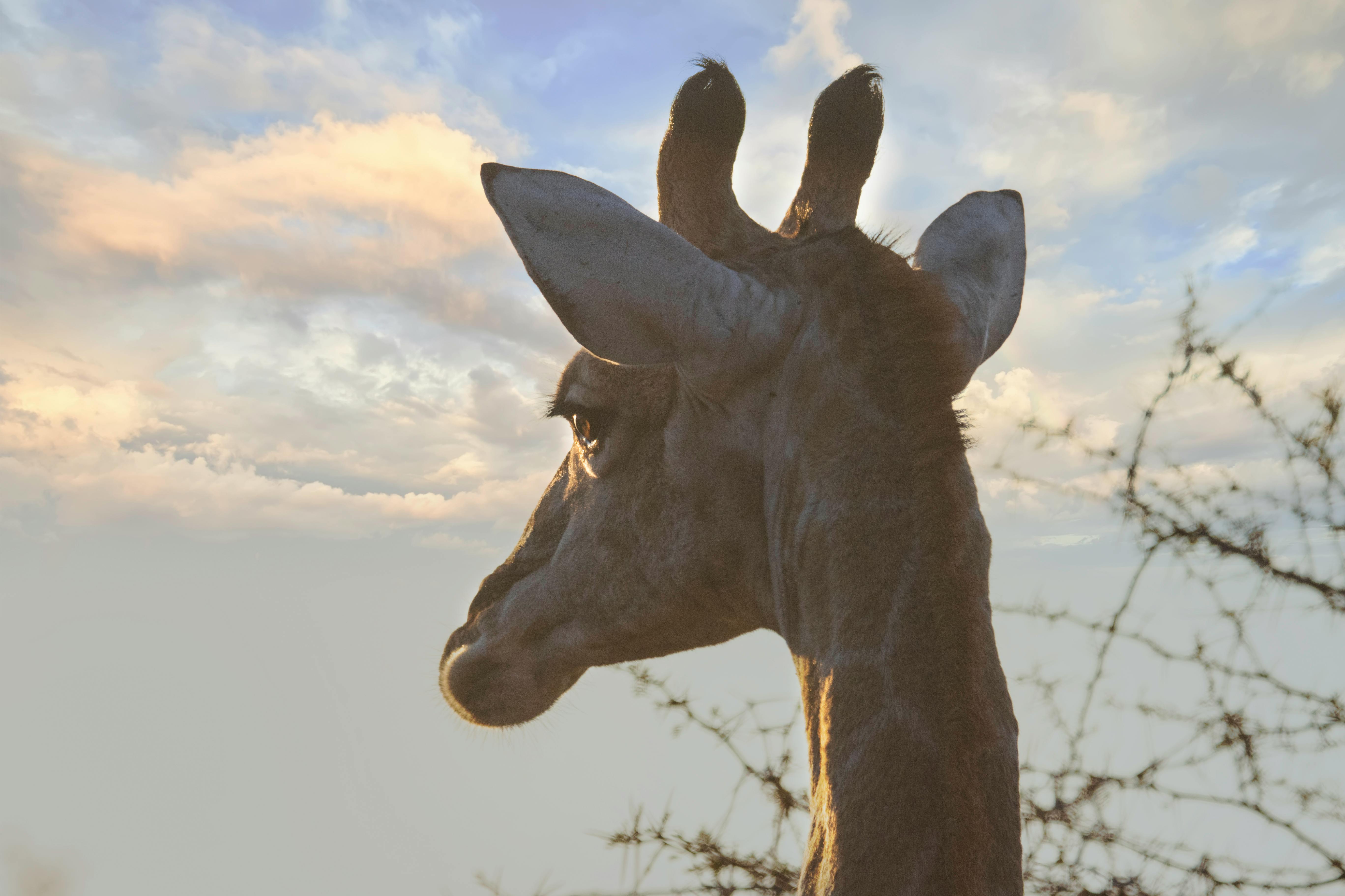 Headshot Photo of a Giraffe · Free Stock Photo