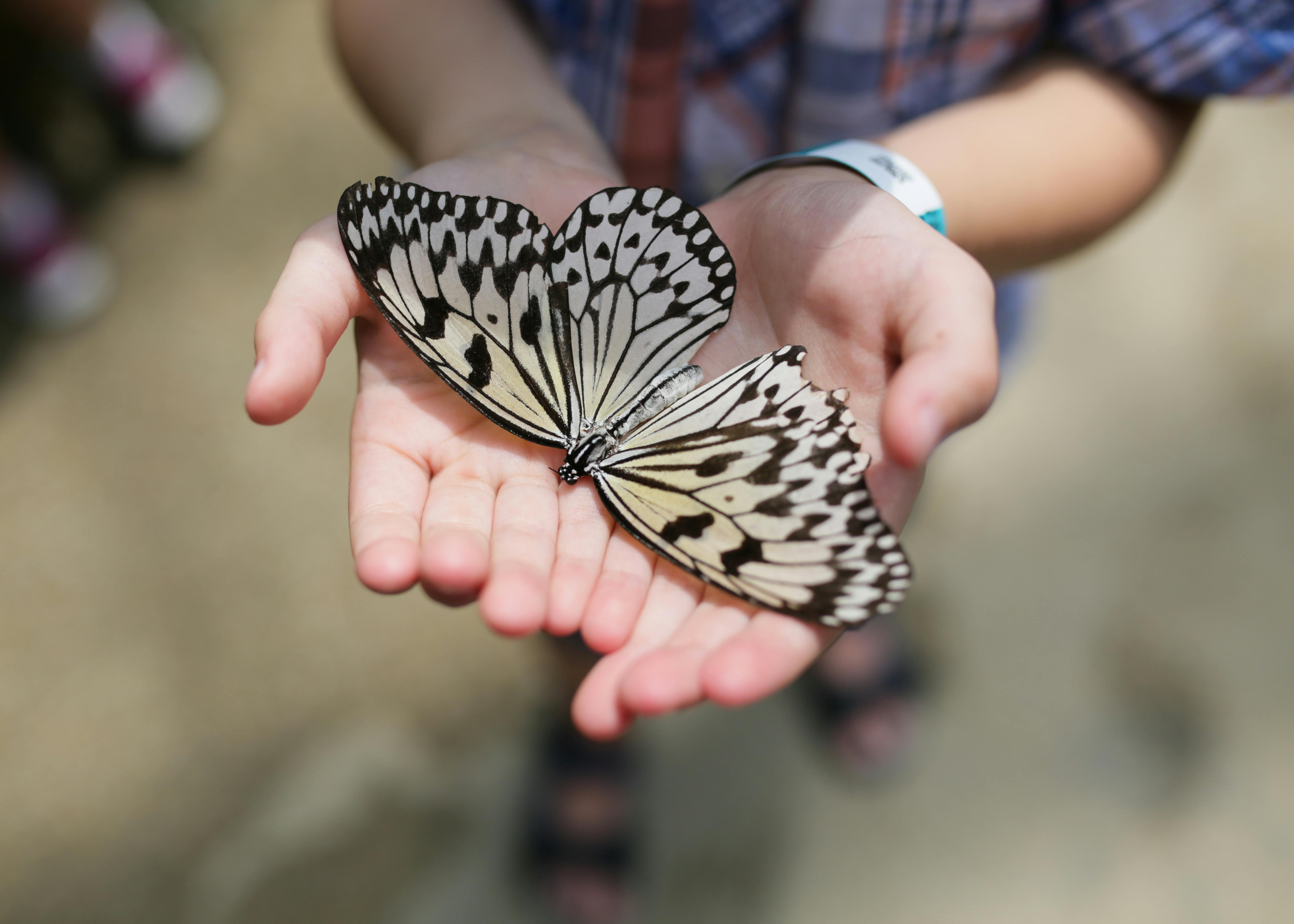 Close Up Photo of Butterfly on Person's Hands · Free Stock Photo