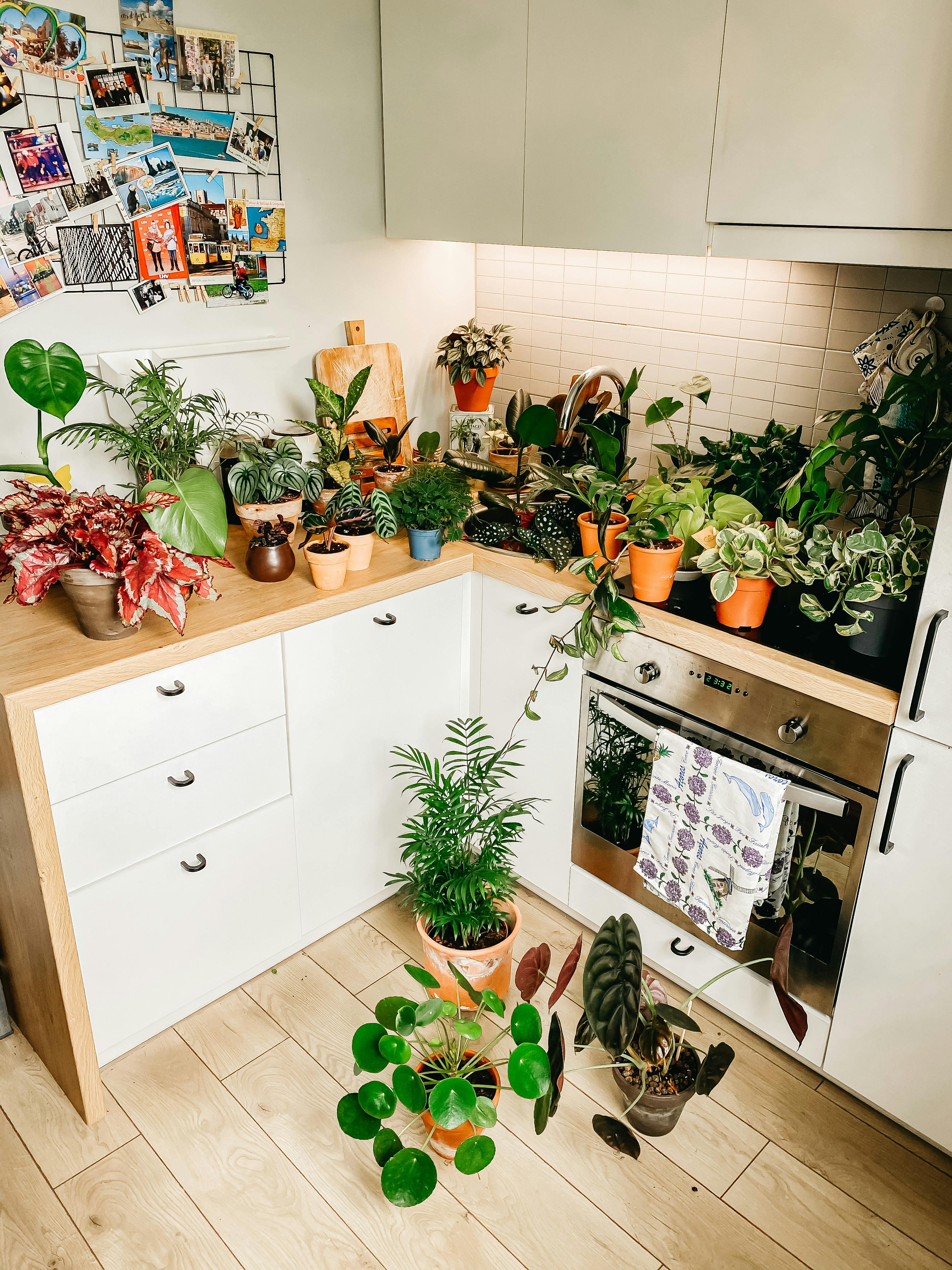 Various flowers in flowerpots in kitchen · Free Stock Photo