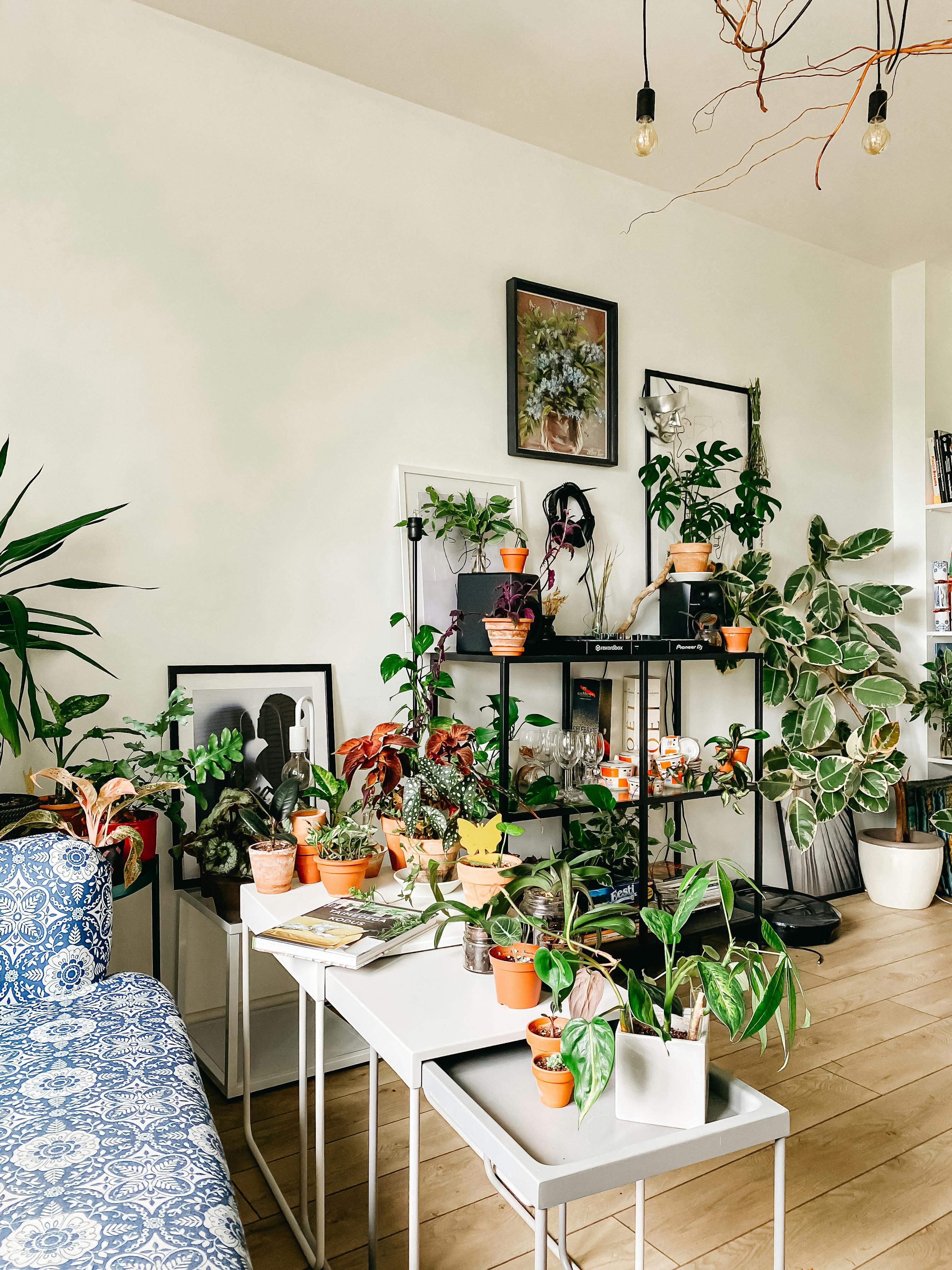 Potted flowers placed in cozy room · Free Stock Photo