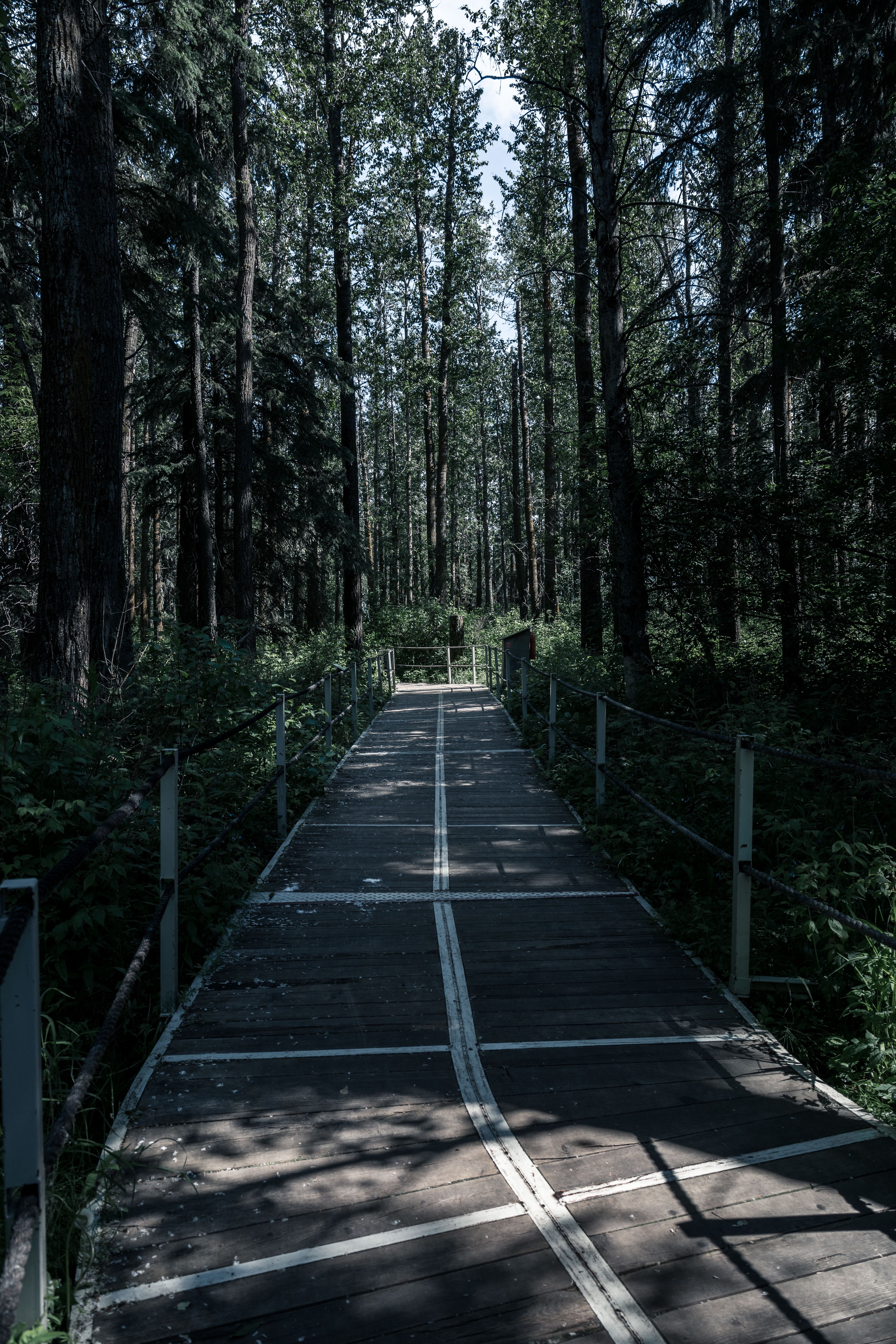 Brown Wooden Walkway in the Woods · Free Stock Photo