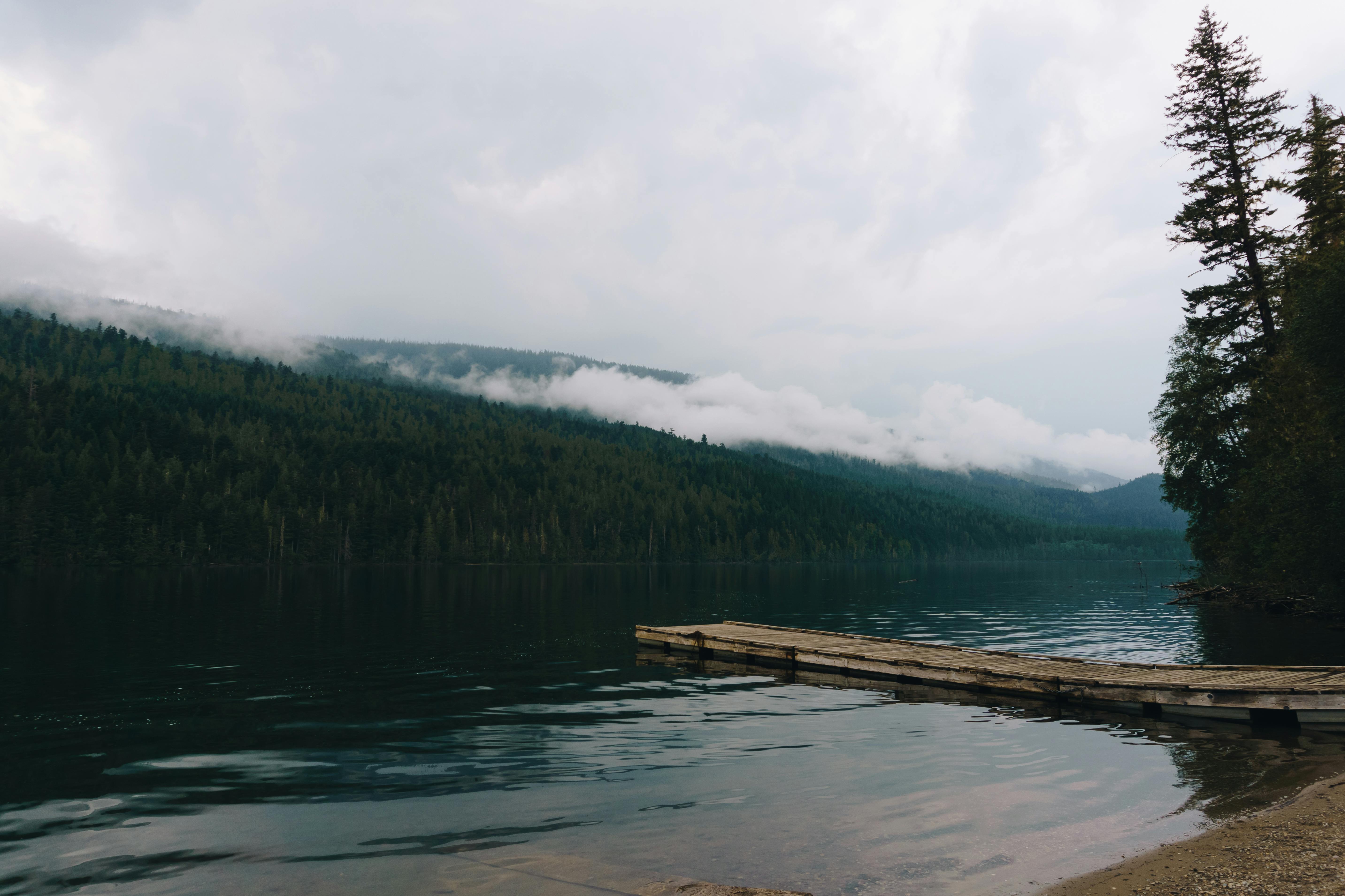 Evergreen trees growing on shore of lake on overcast day · Free Stock Photo