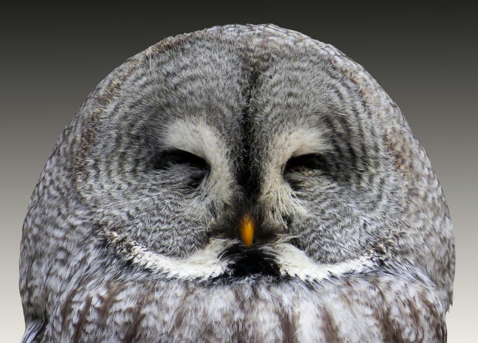 Owl Face Photos, Download The BEST Free Owl Face Stock Photos & HD Images