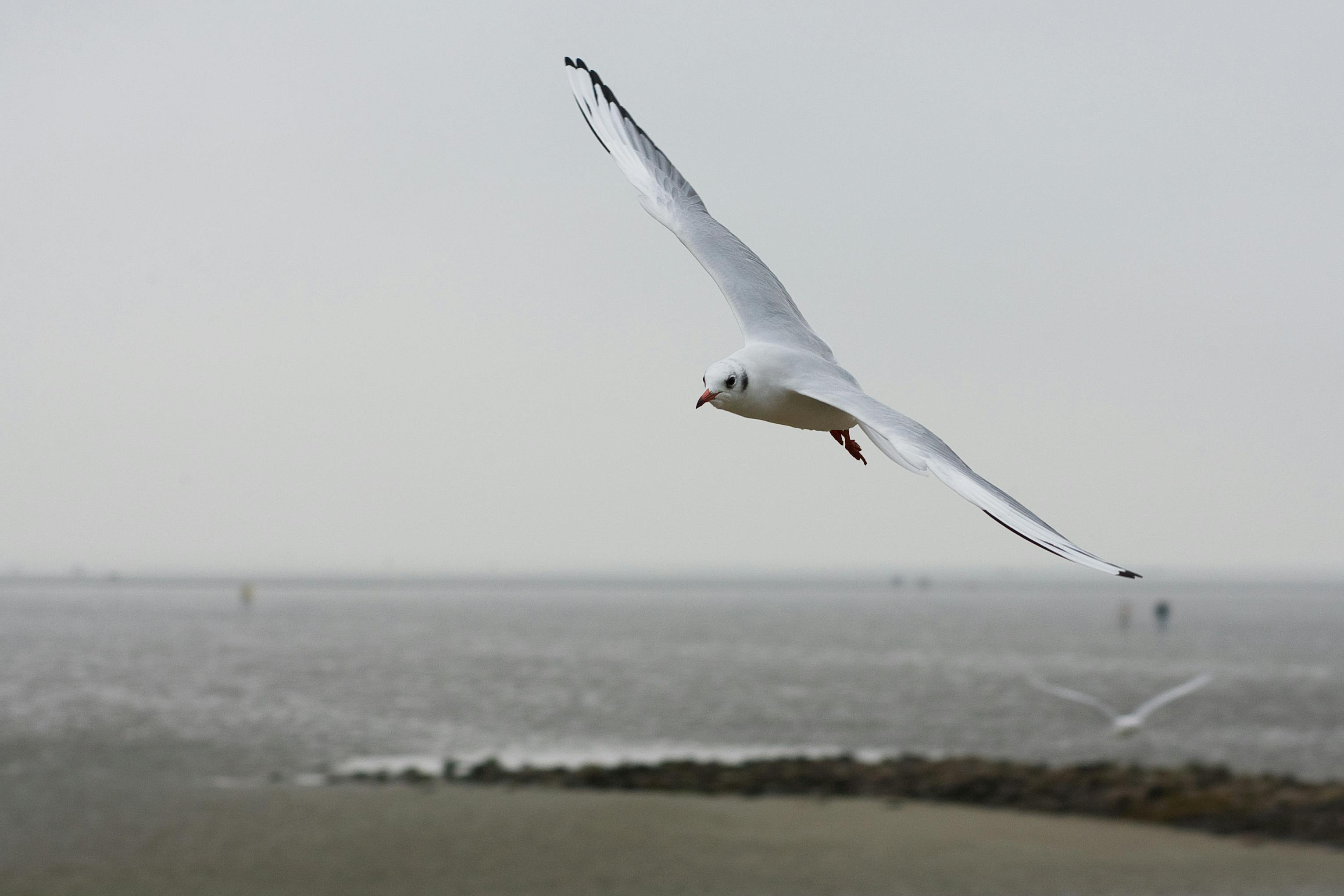 Flying White Bird Photos, Download The BEST Free Flying White Bird ...