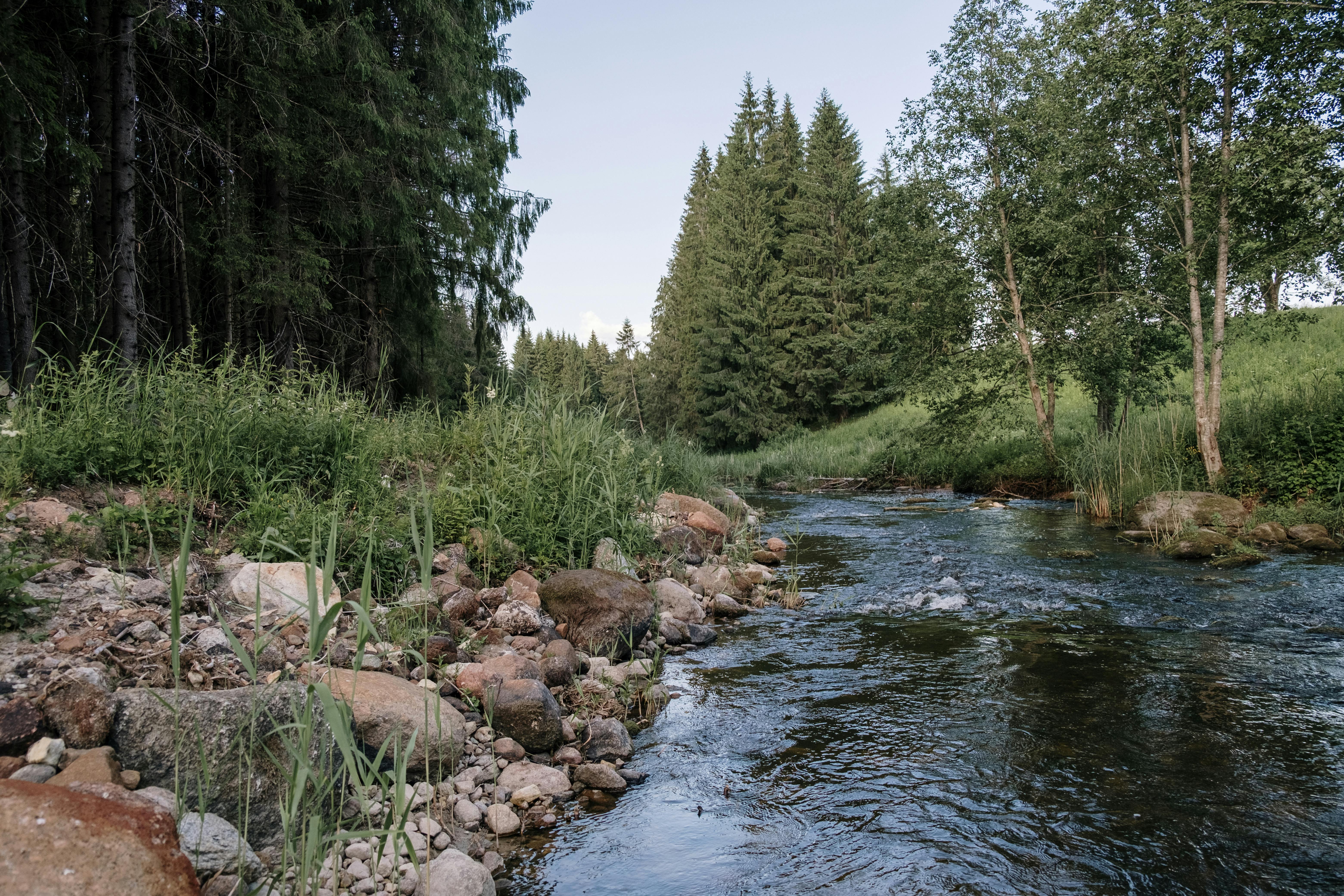 Green Trees Beside River · Free Stock Photo