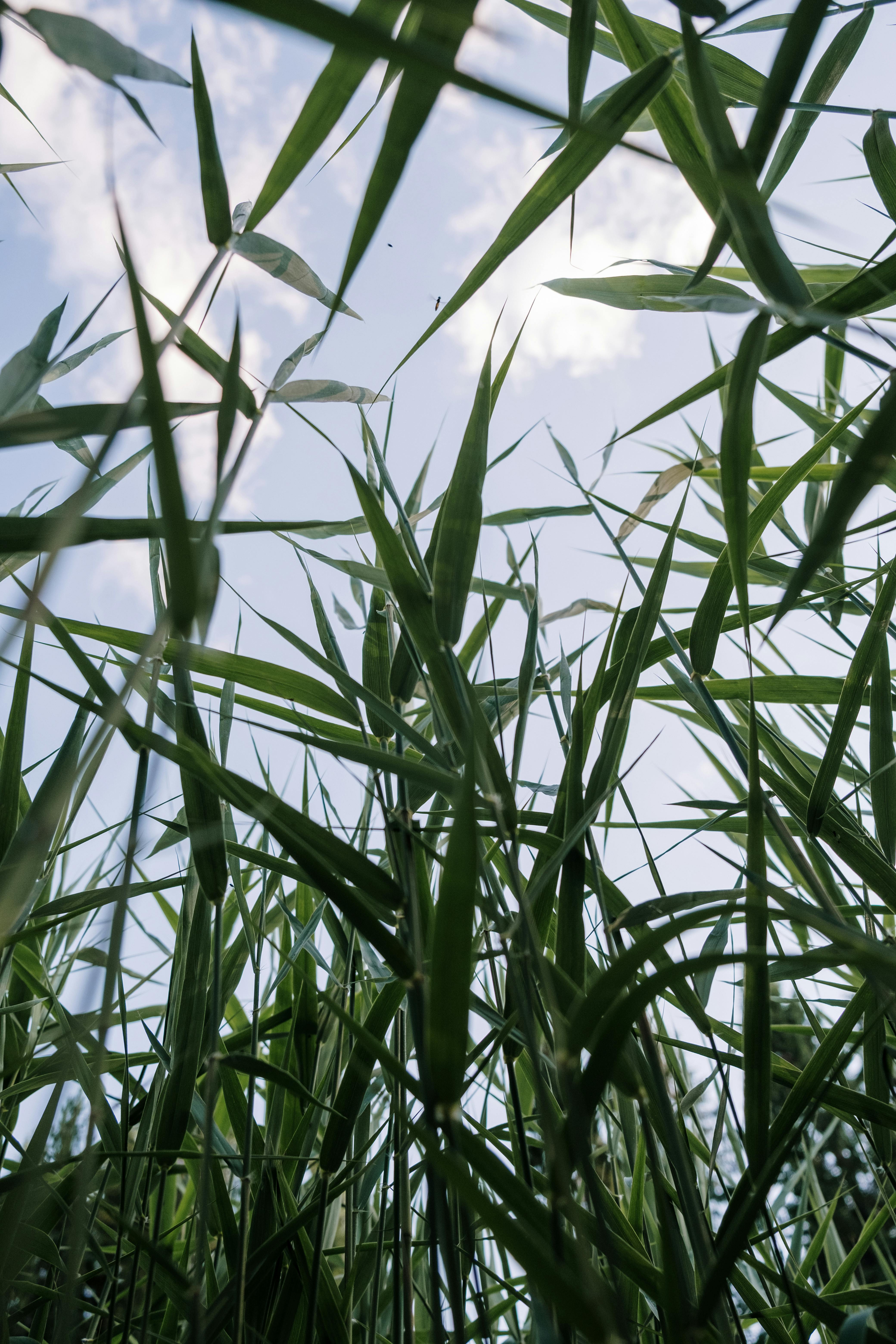 Cane Photos, Download The BEST Free Cane Stock Photos & HD Images