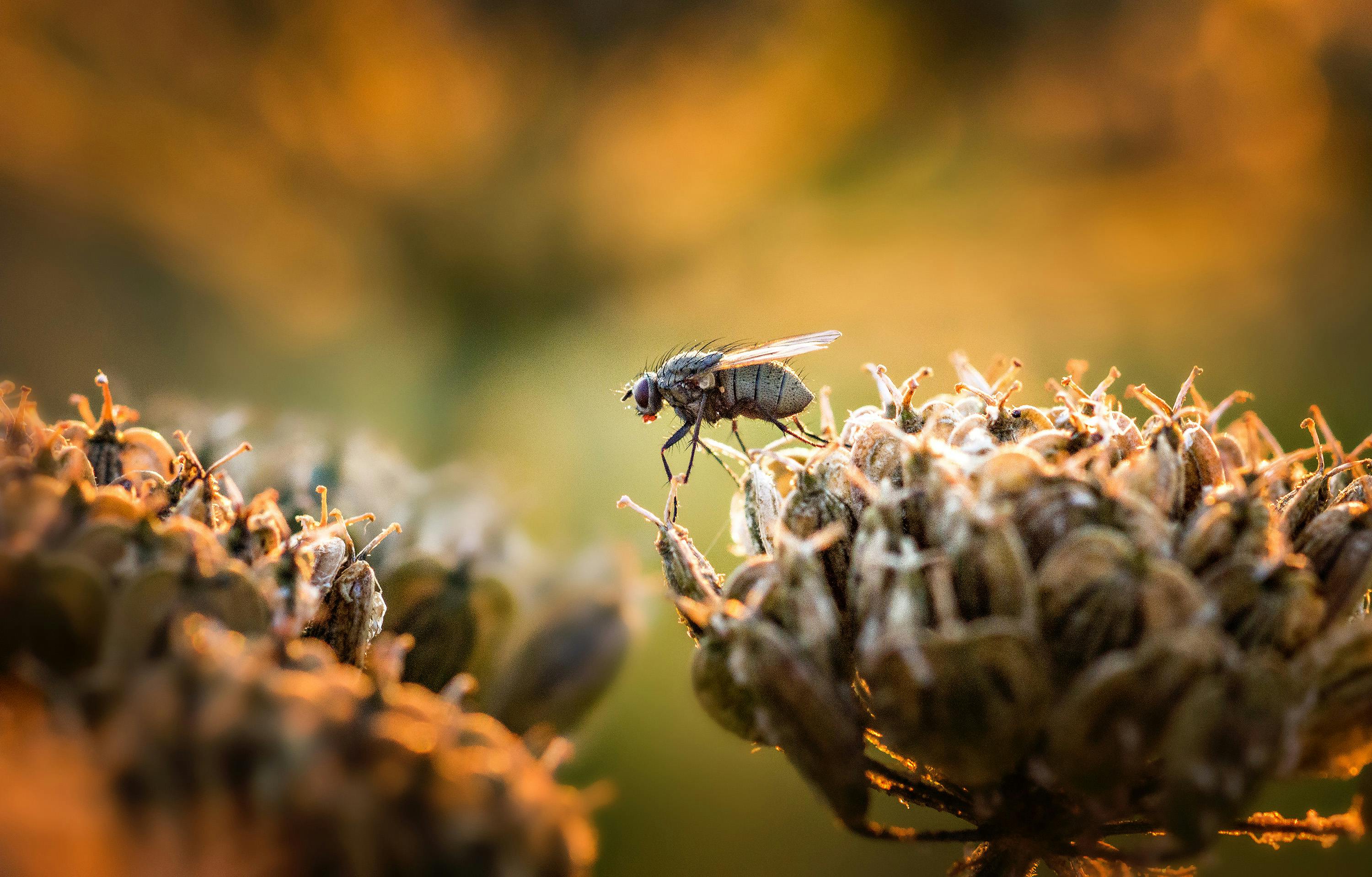 Fly Wallpaper Photos, Download The BEST Free Fly Wallpaper Stock Photos ...