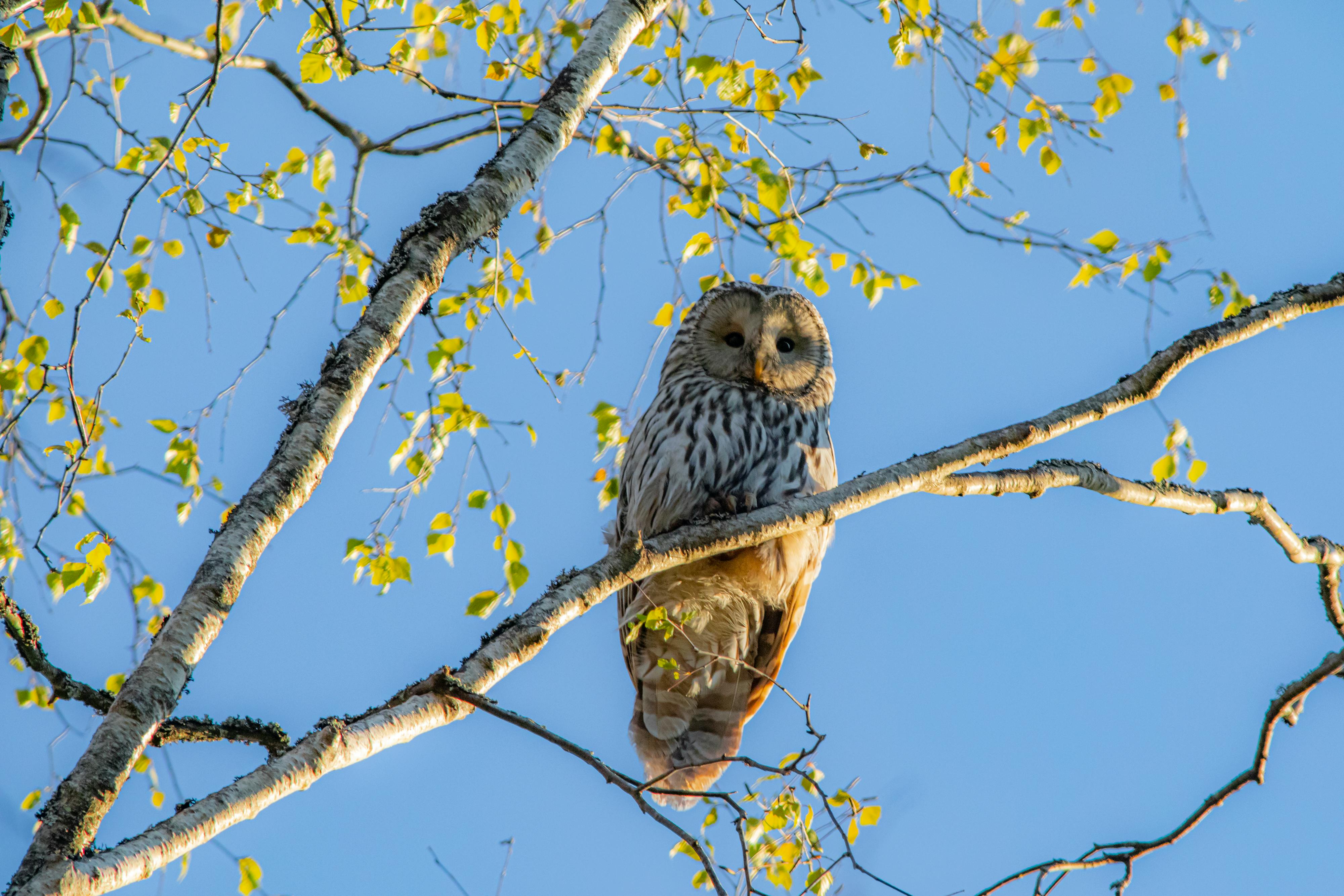 Owl in Nature · Free Stock Photo