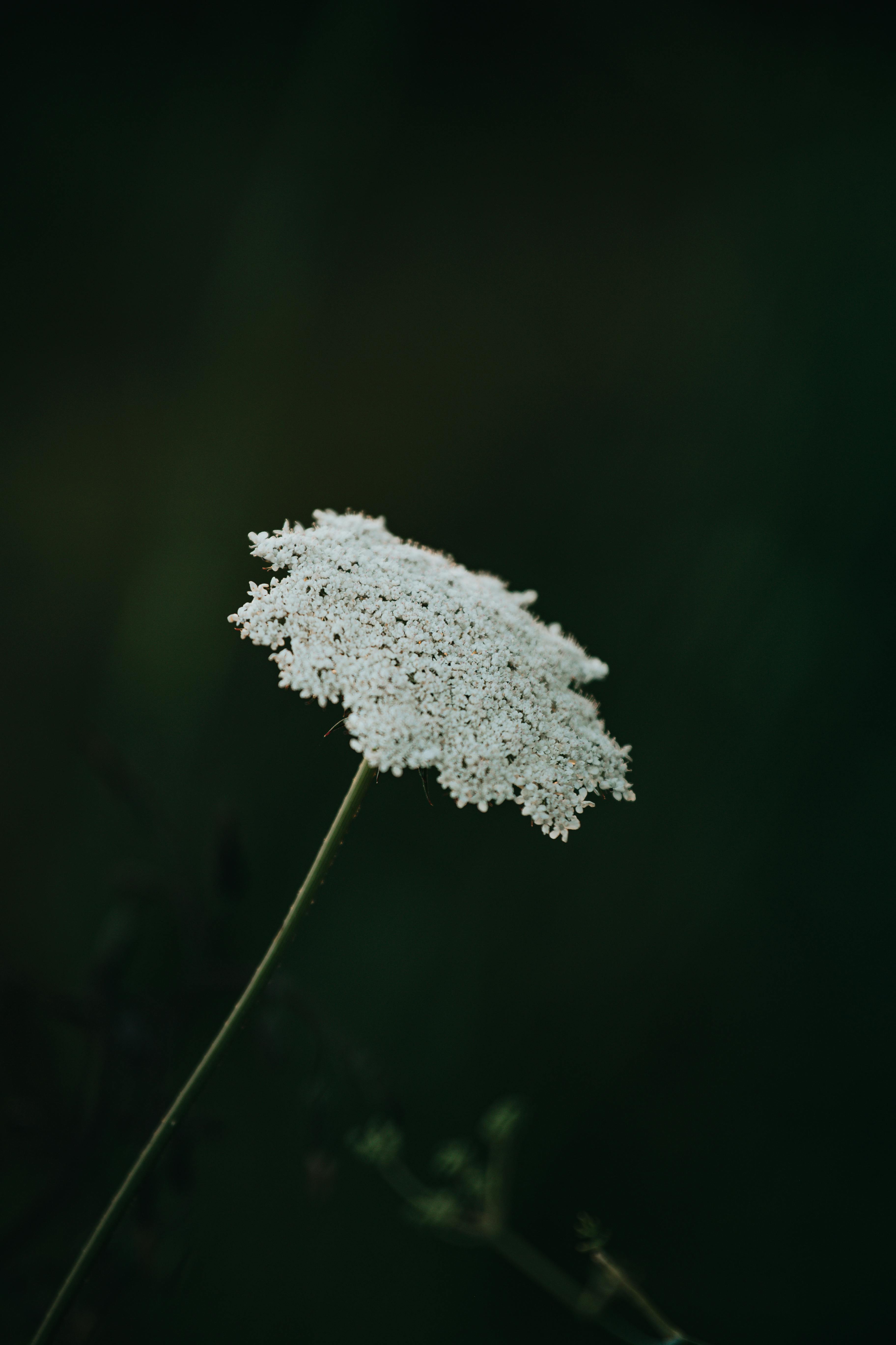 Blooming white flower on thin stem in darkness · Free Stock Photo