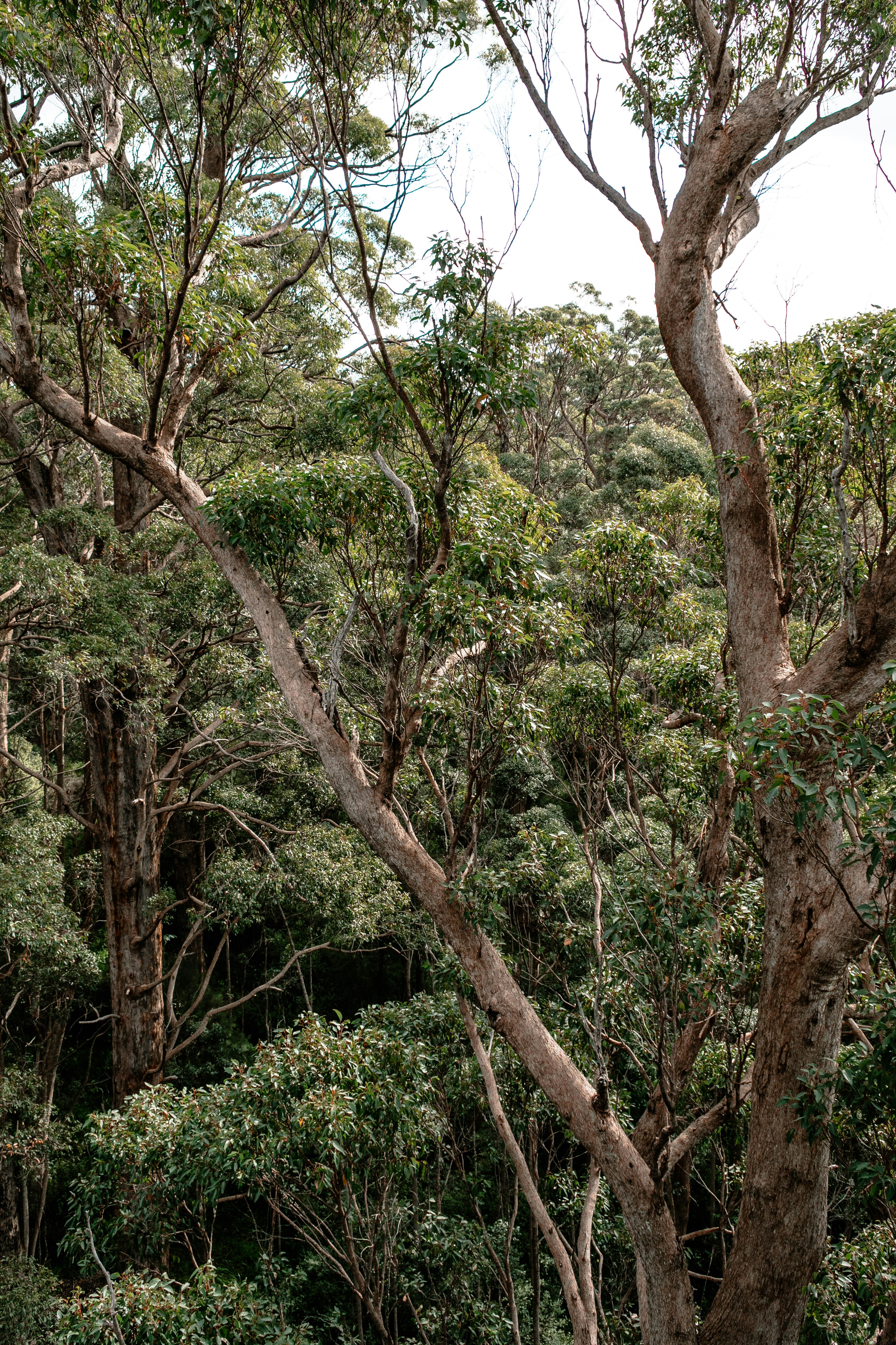 Lush trees in woods on summer day · Free Stock Photo