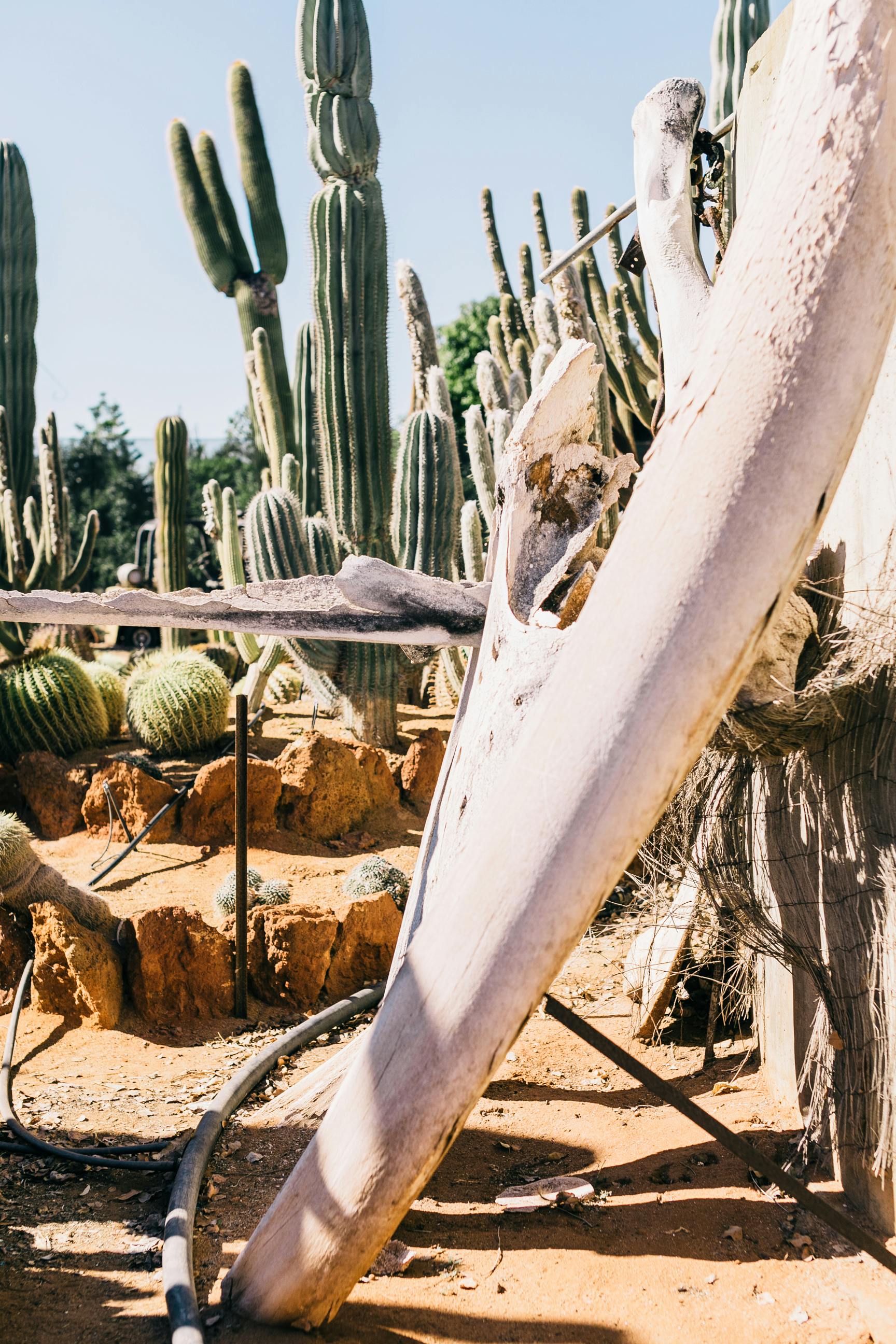 Skeleton bone in exotic terrain with succulents · Free Stock Photo