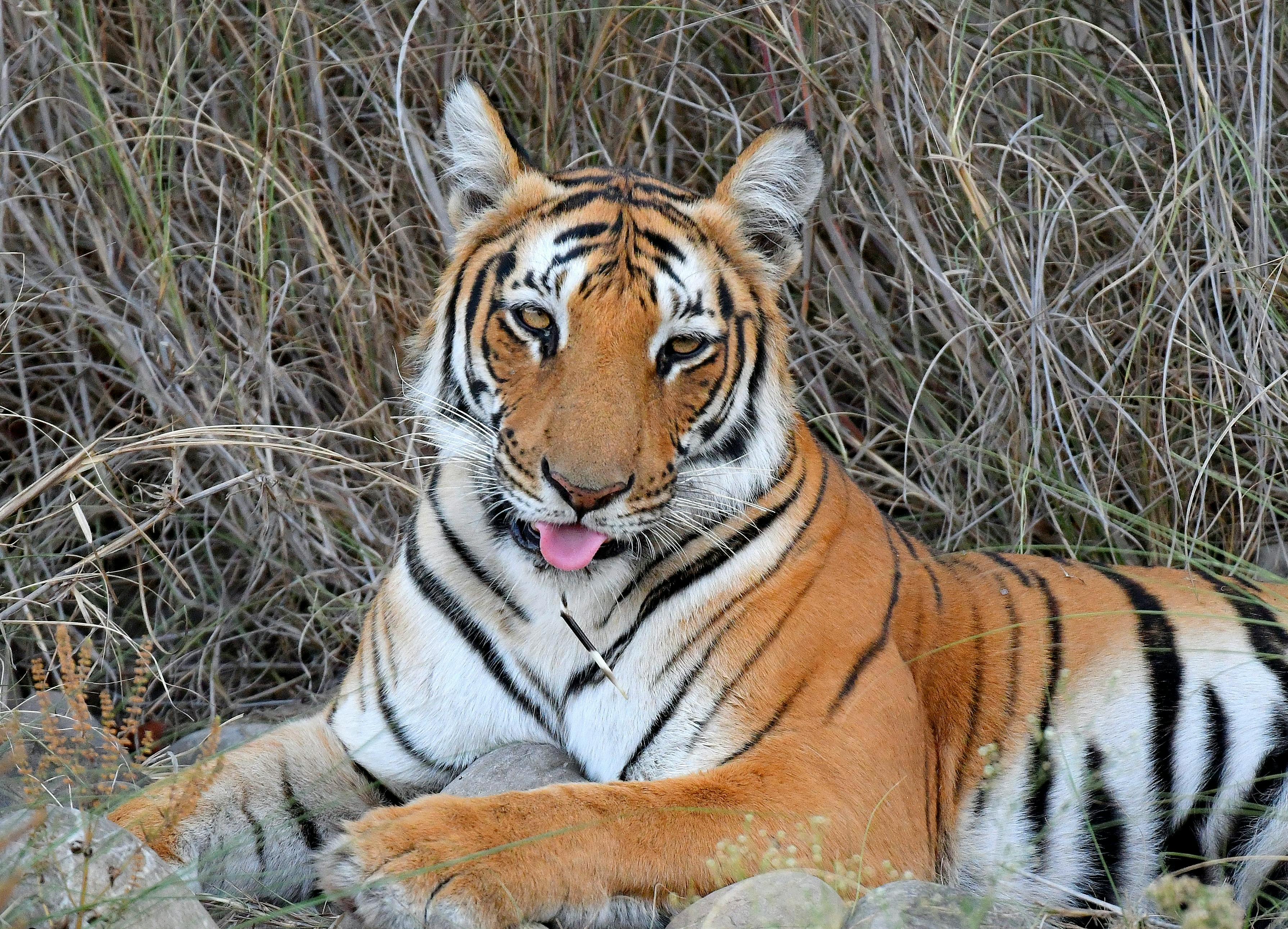 Deep Rajwar - Photography