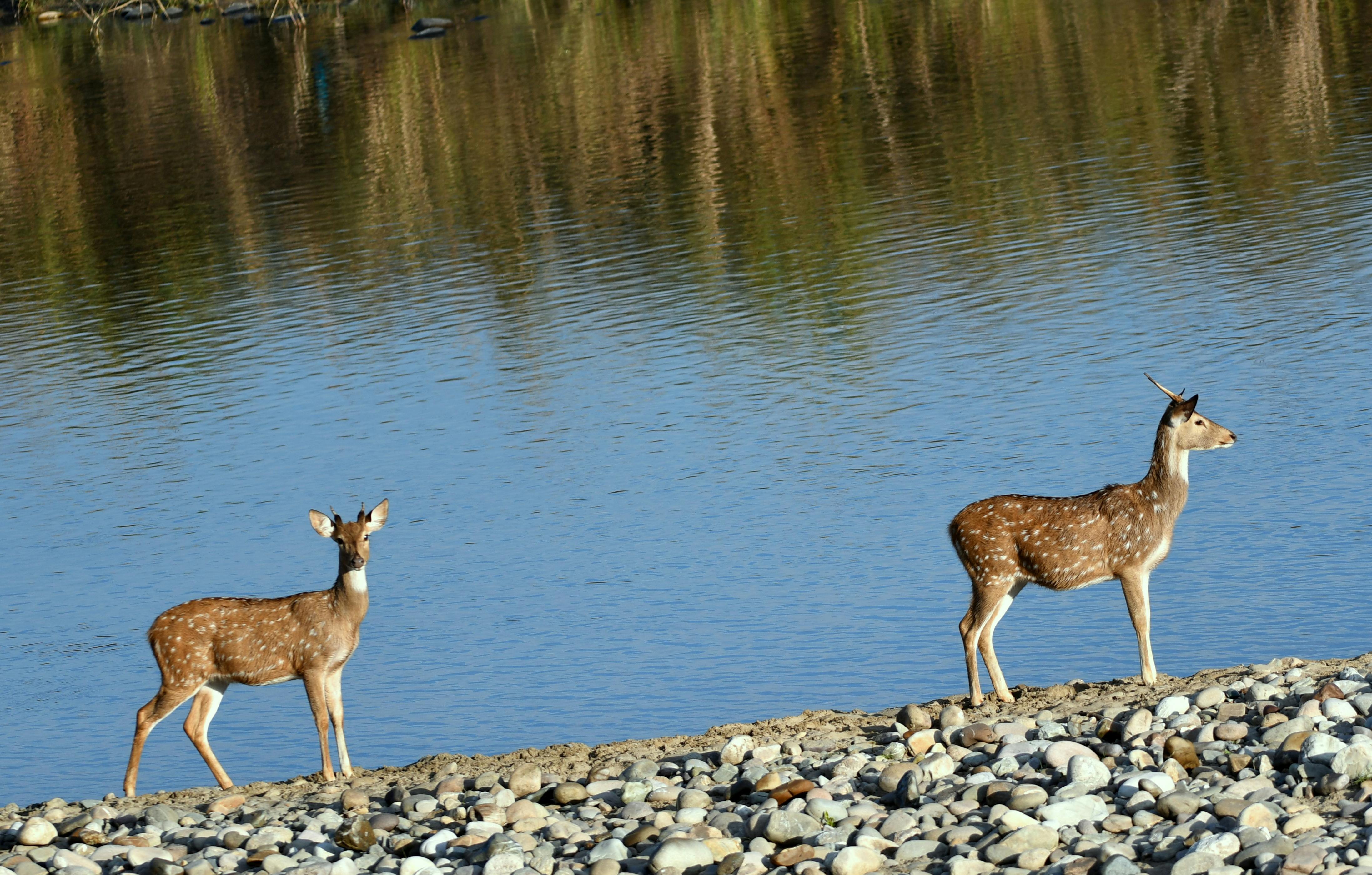 Deep Rajwar - Photography