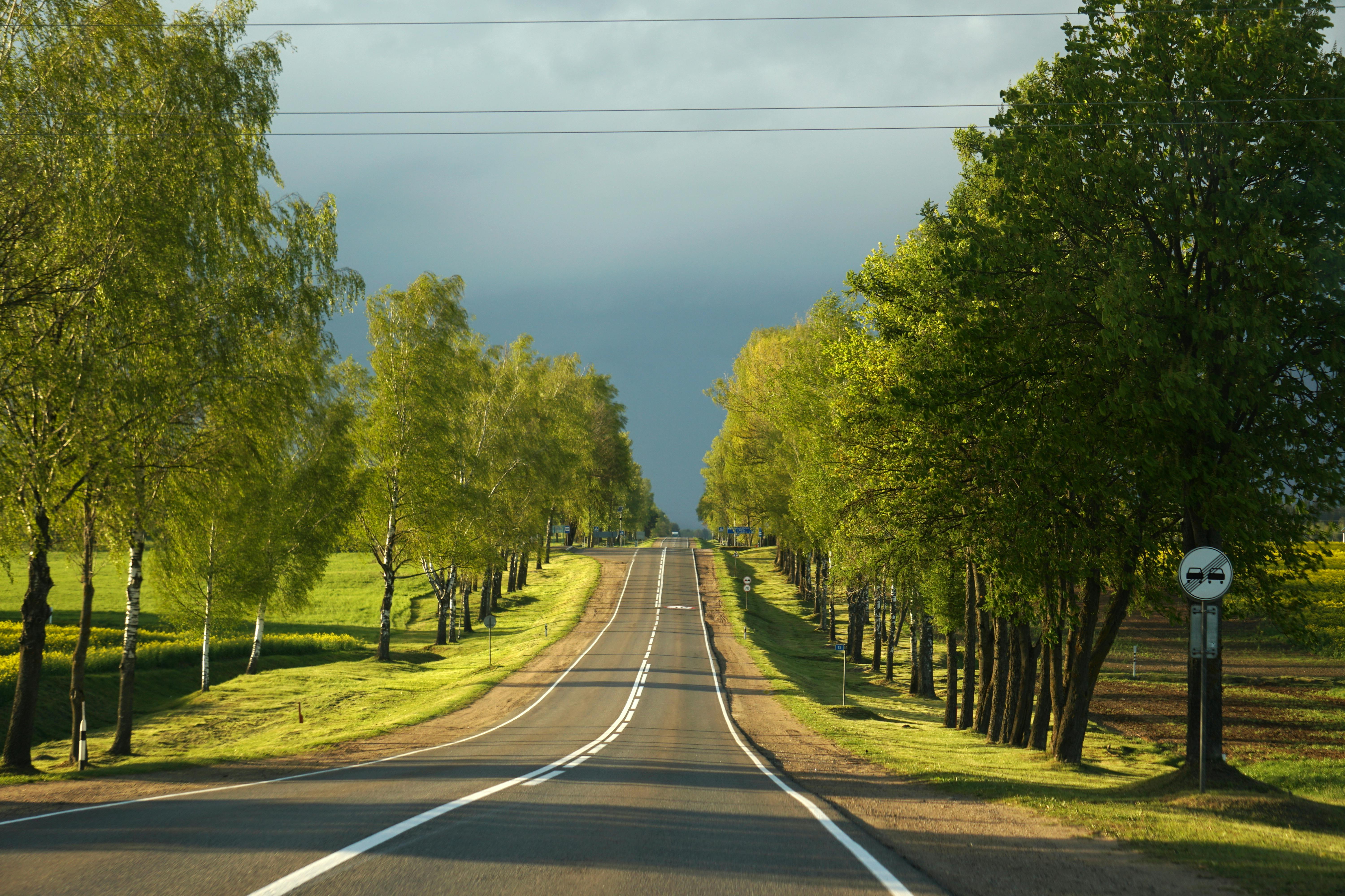A Road Line with Trees · Free Stock Photo