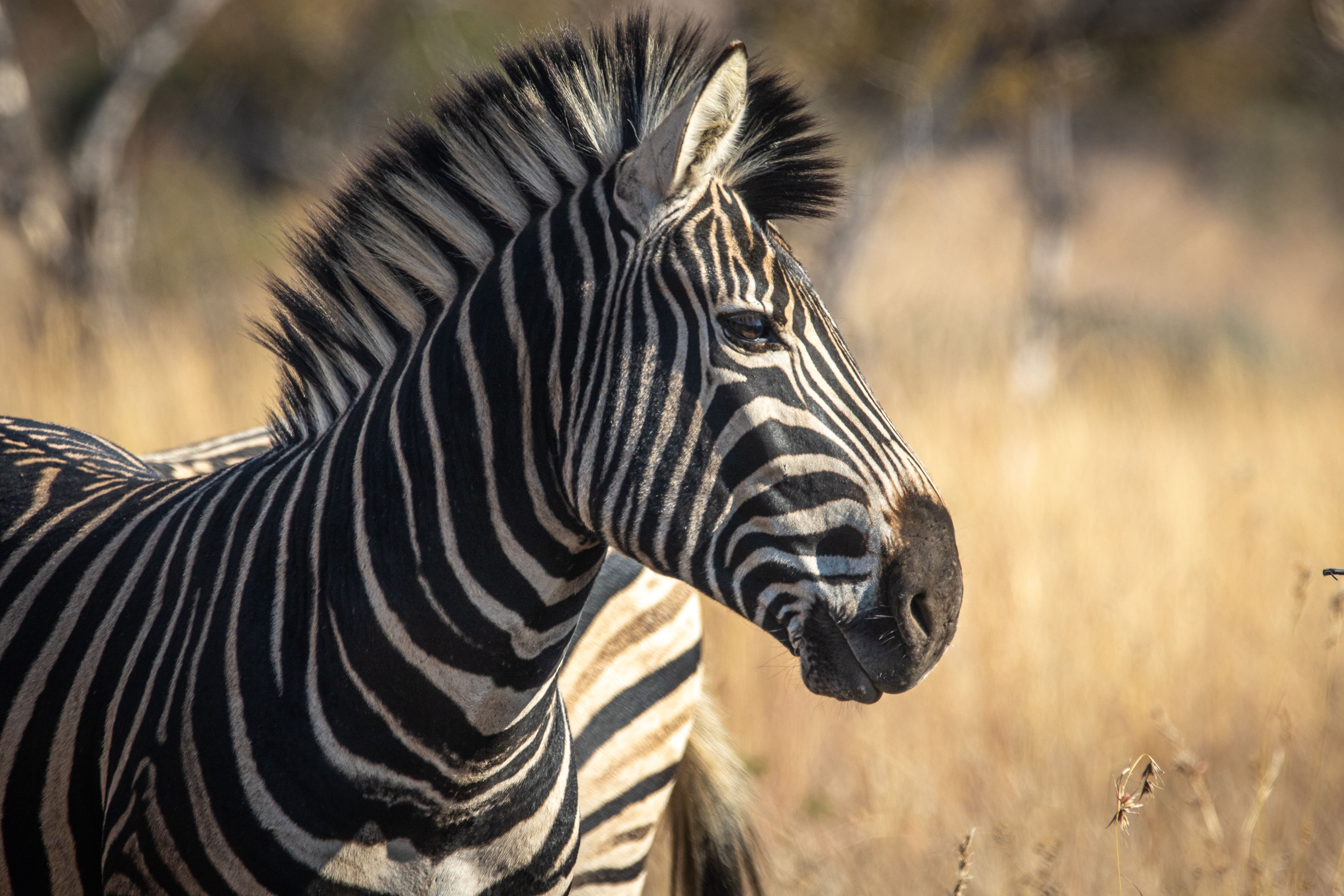 Close-up of a Zebra · Free Stock Photo