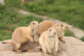 Decoding Prairie Dog Communication in Their Natural Habitat