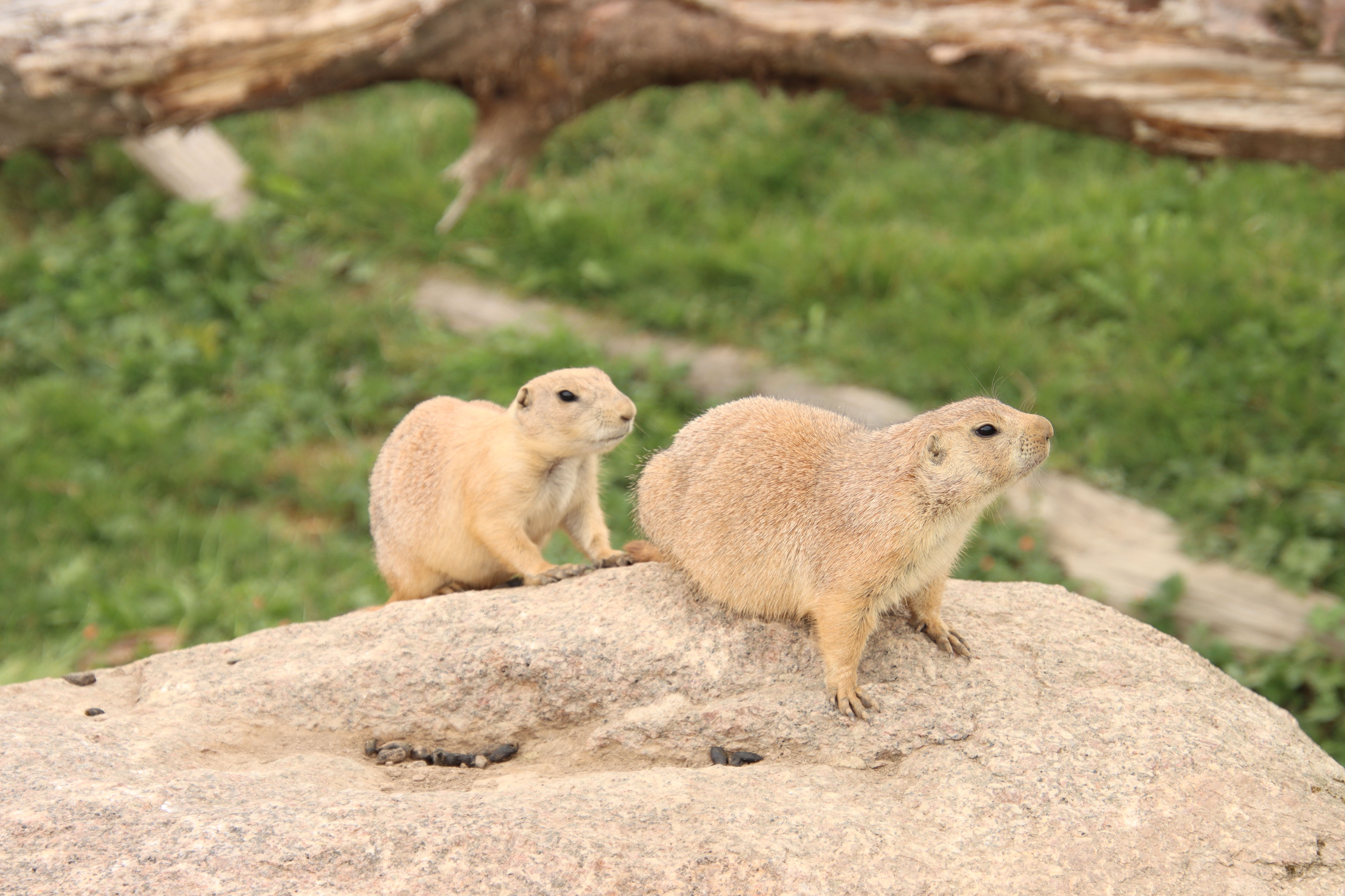 Rodents as Pets List: Top 5 Companions for Your Home