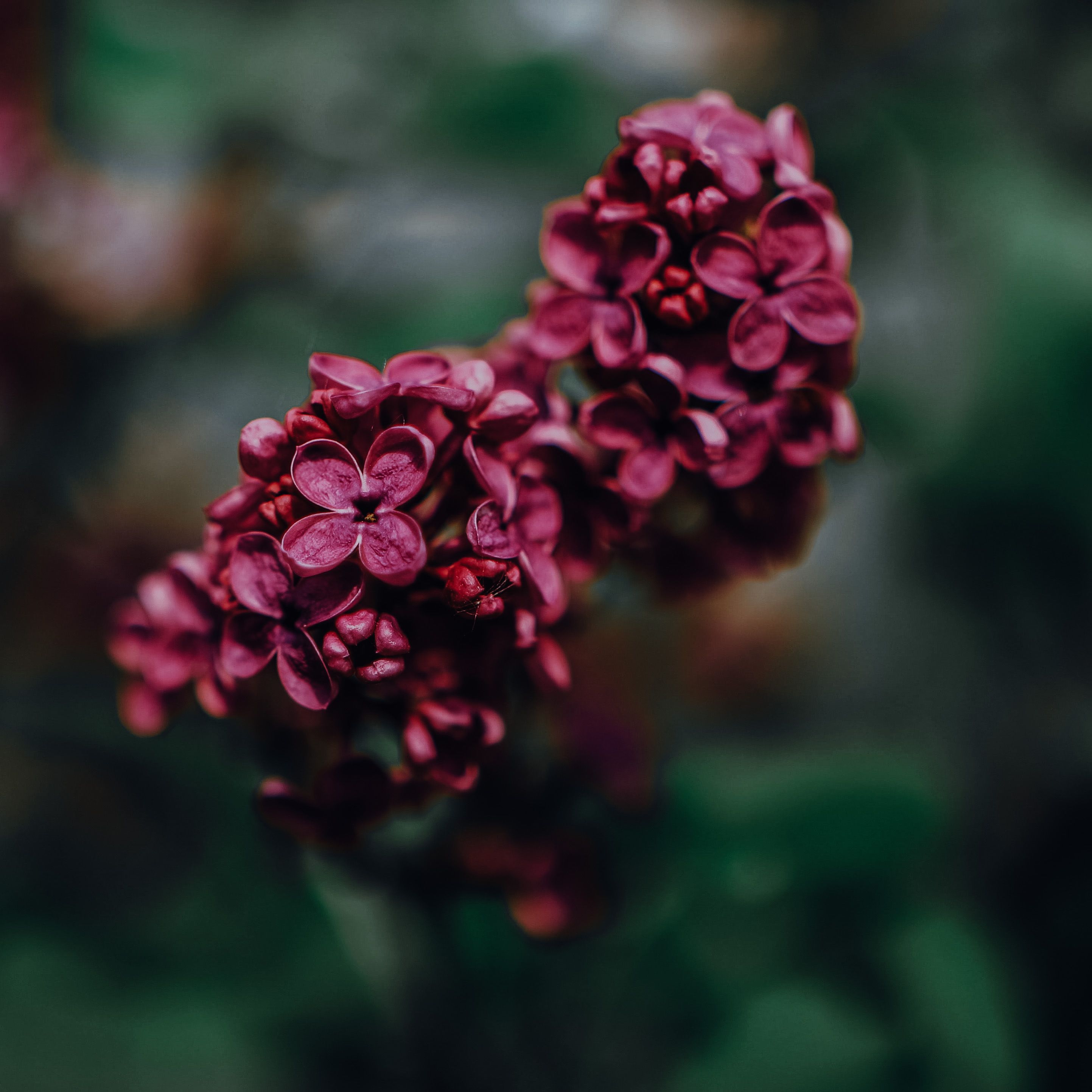 Beautiful Sunflowers in Tilt Shift Lens · Free Stock Photo