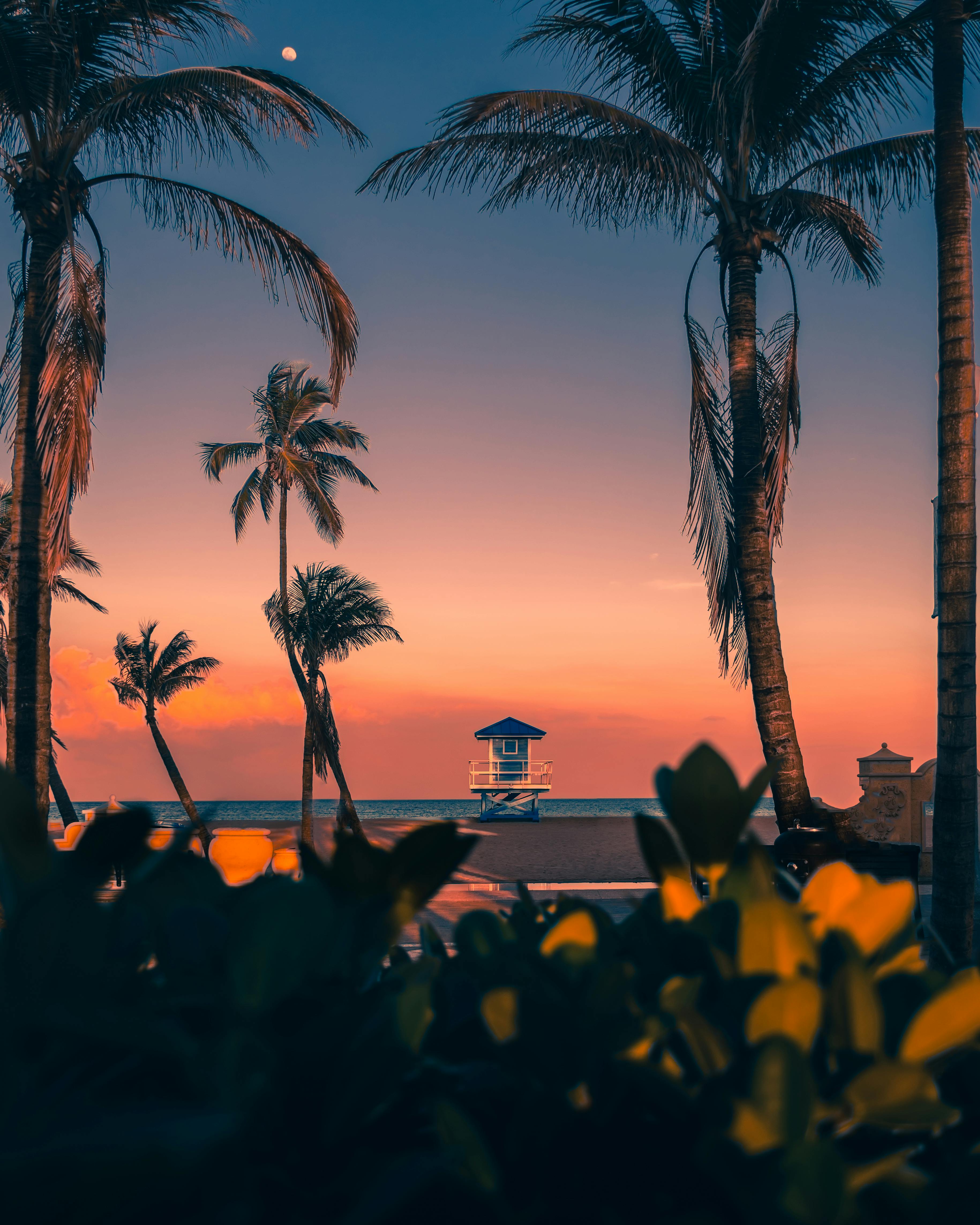 Palms on sunset sky in summer · Free Stock Photo