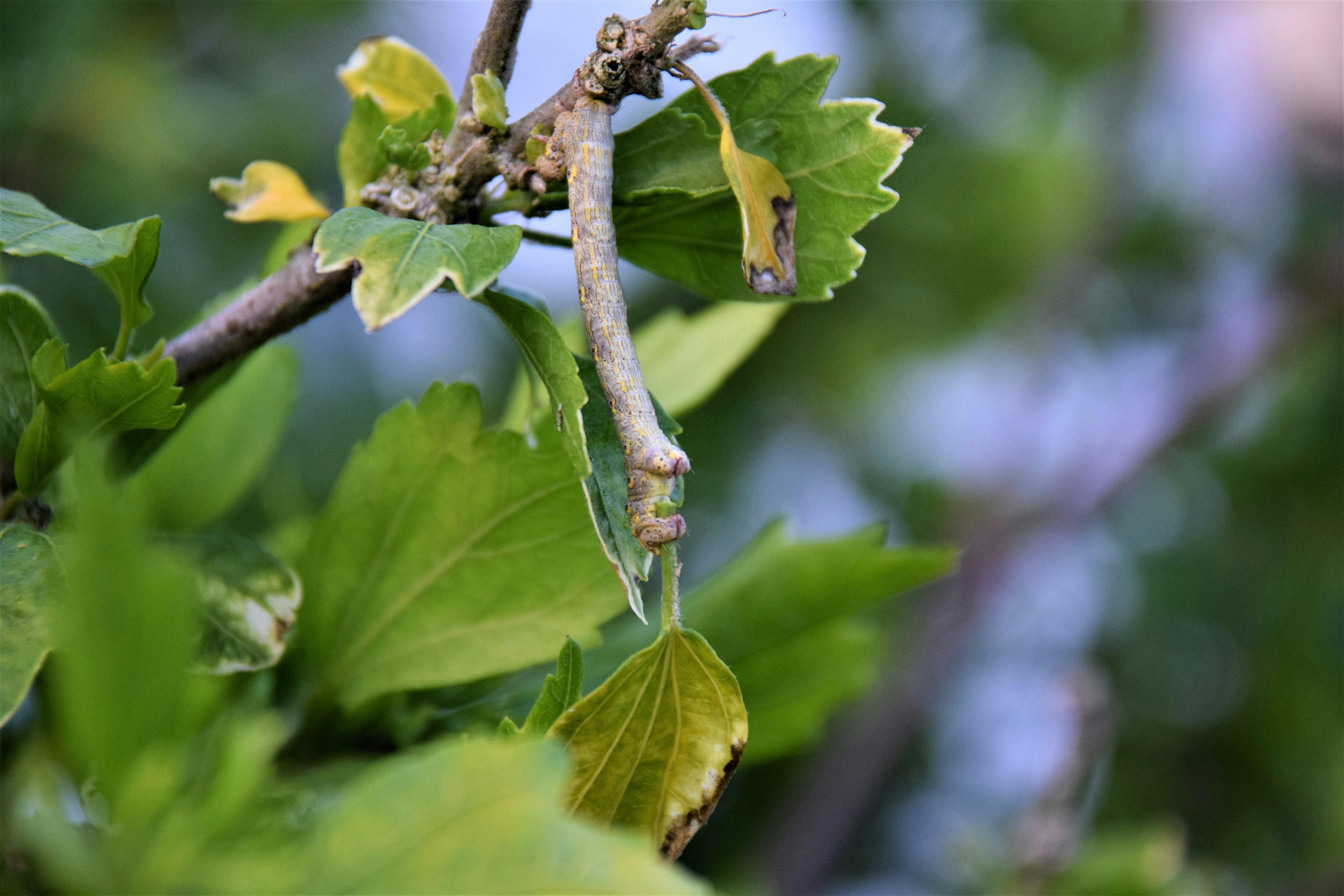 Insects 39 Photos & Videos Collected by Anthony Beck