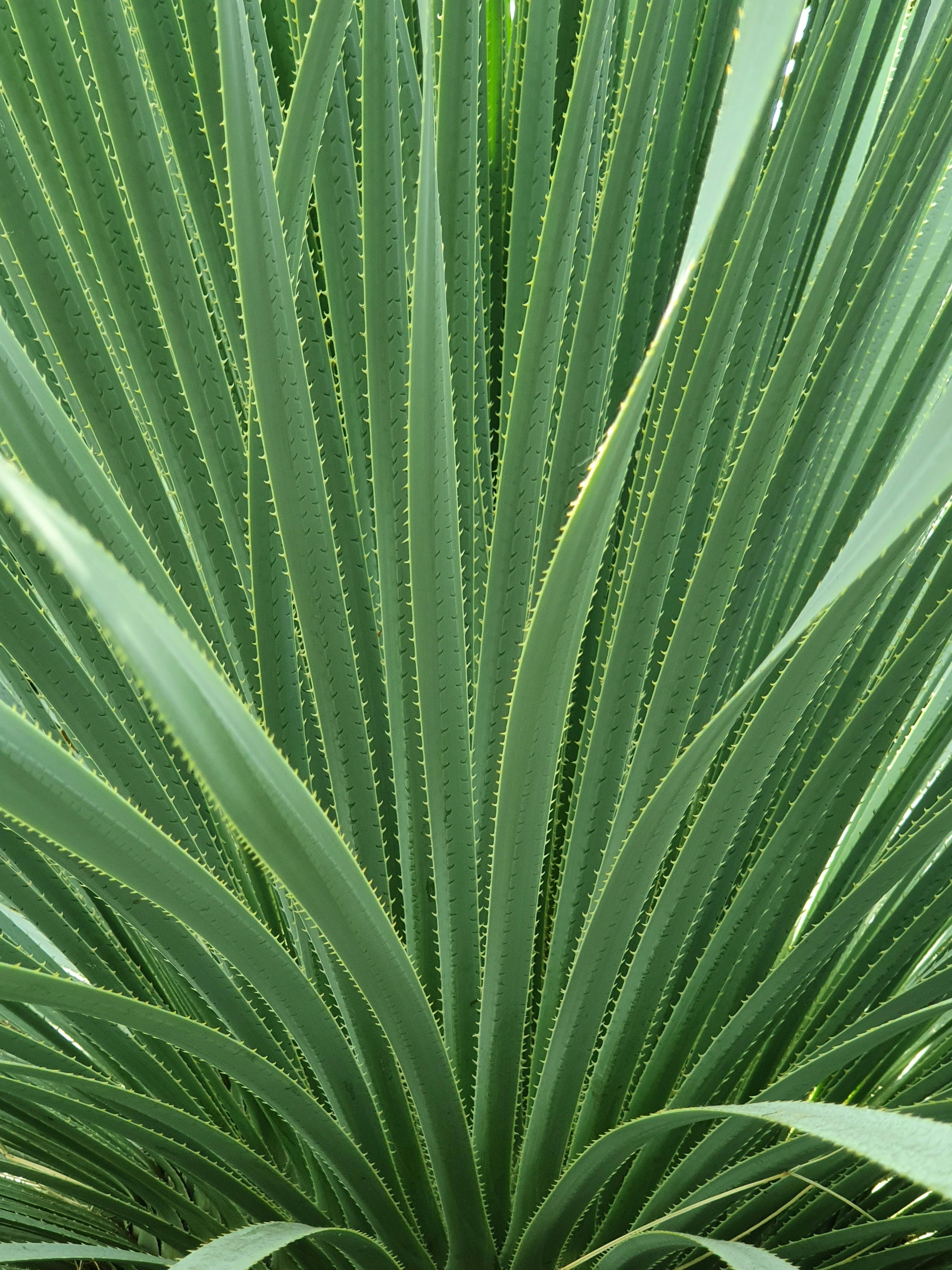 Photograph of a Green Plant with Spikes · Free Stock Photo