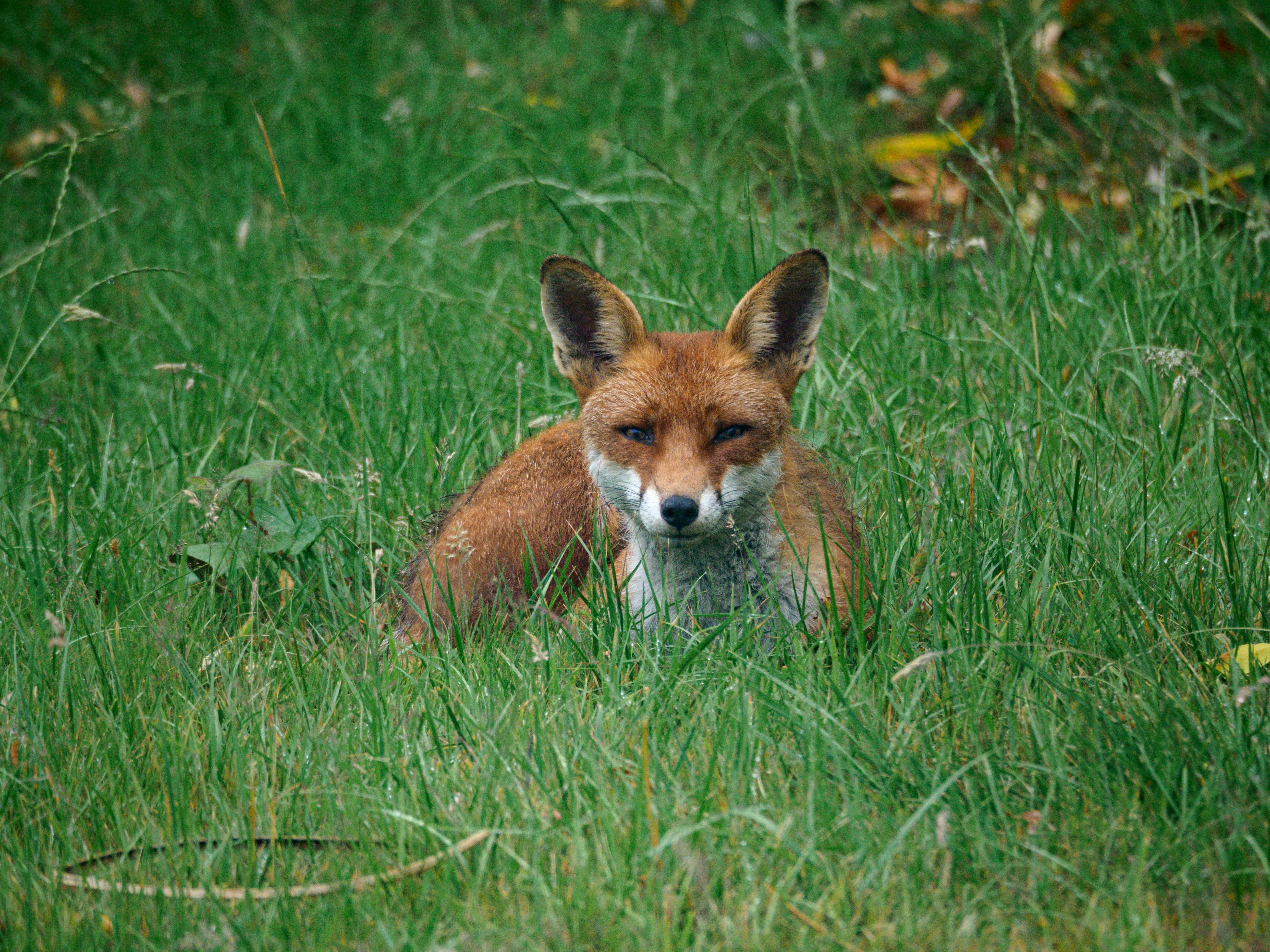 Fox on Green Grass · Free Stock Photo