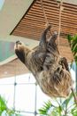 32 Sloth Antonyms. Full list of opposite words of sloth.