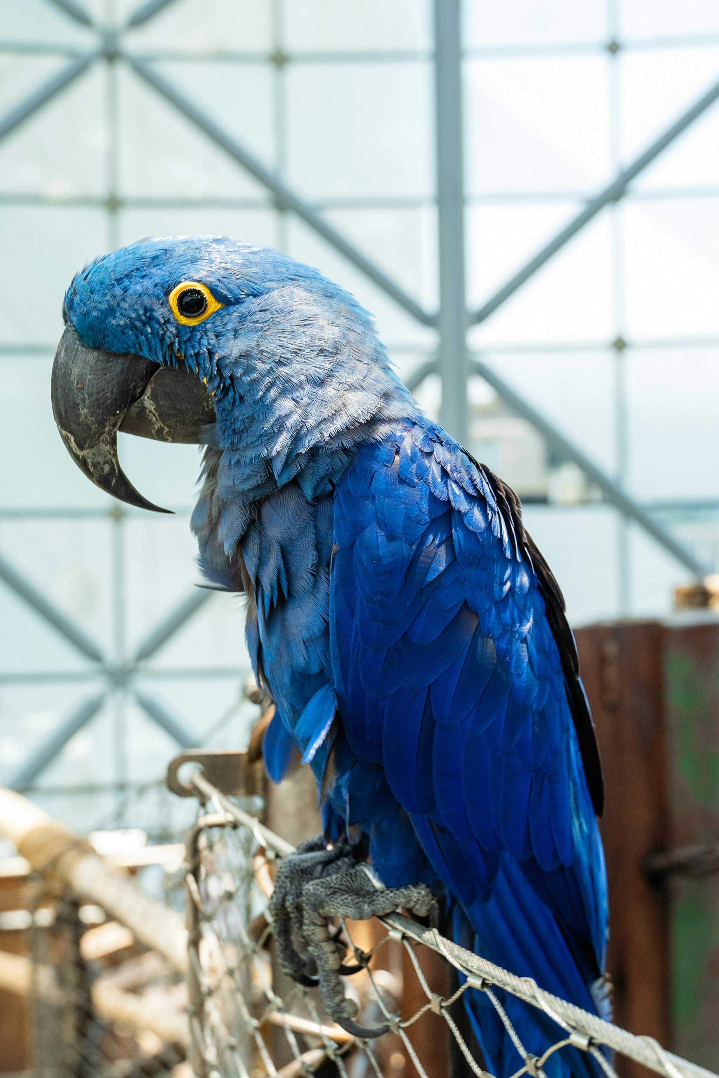 Parrot Photos, Download The BEST Free Parrot Stock Photos & HD Images