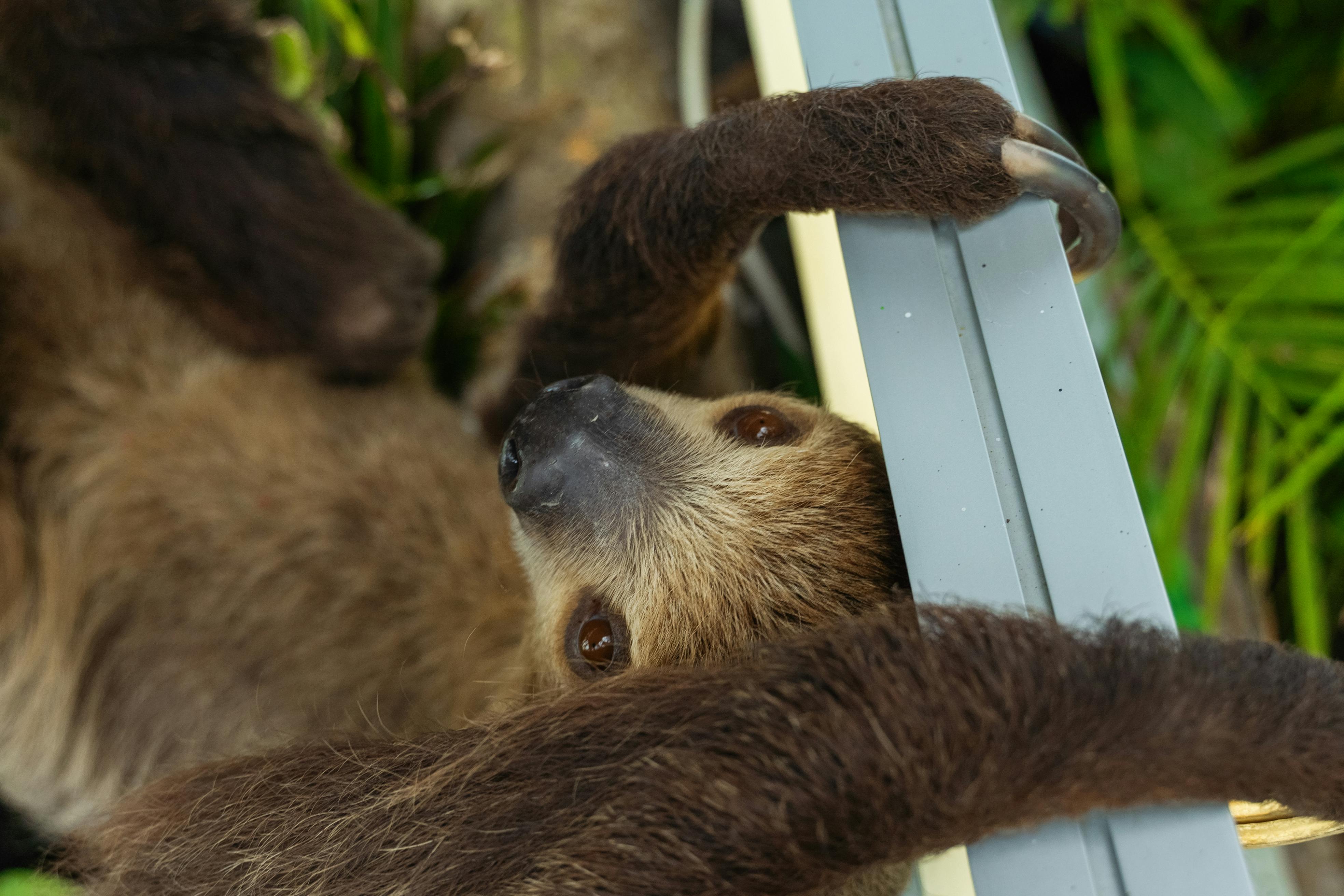 Sloth Photos, Download The BEST Free Sloth Stock Photos & HD Images
