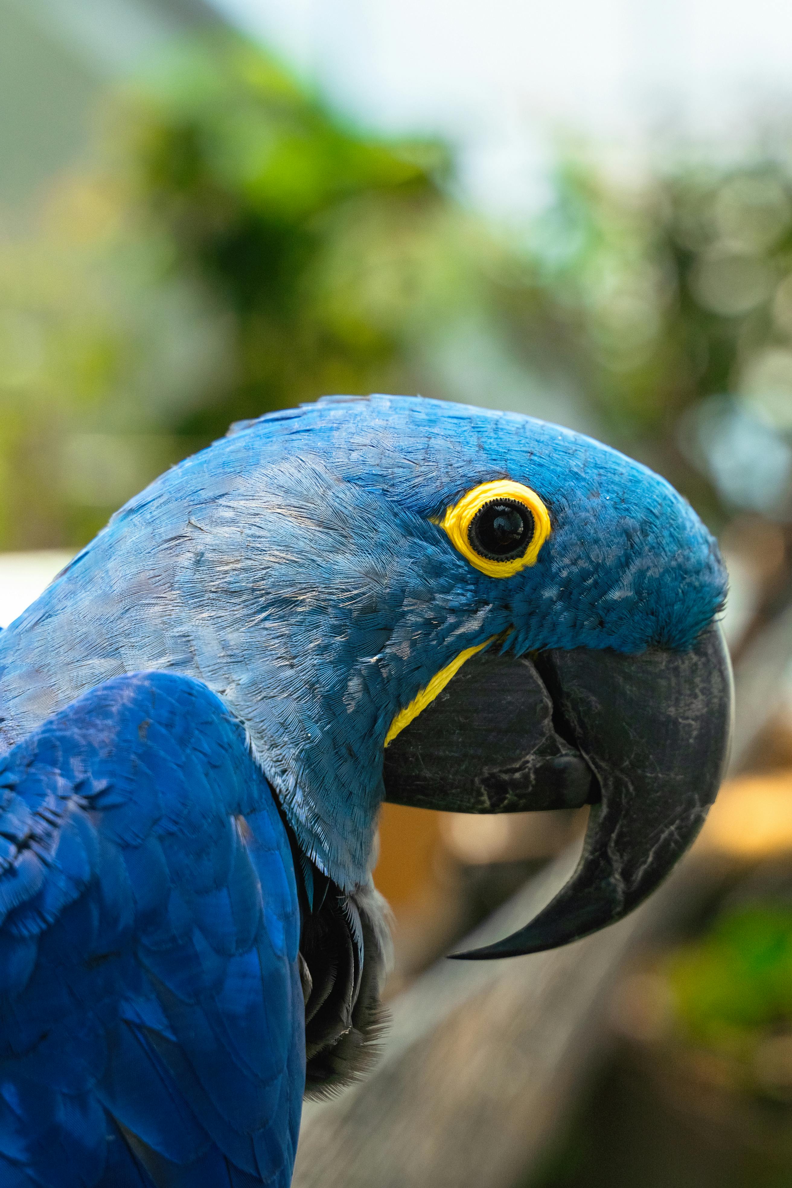 Close-up of a Macaw · Free Stock Photo