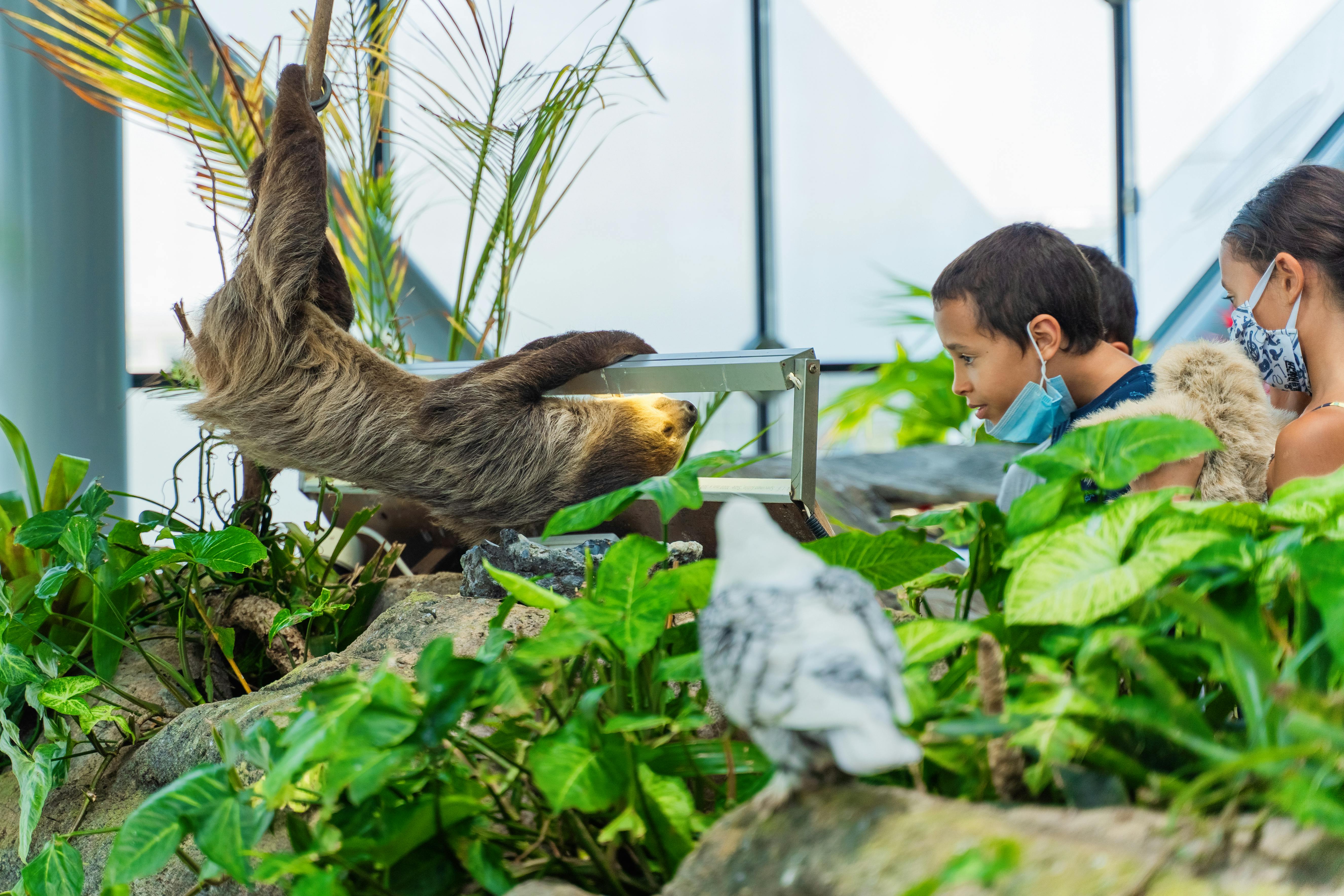 10+ Best Sloth Photos · 100% Free Download · Pexels Stock Photos