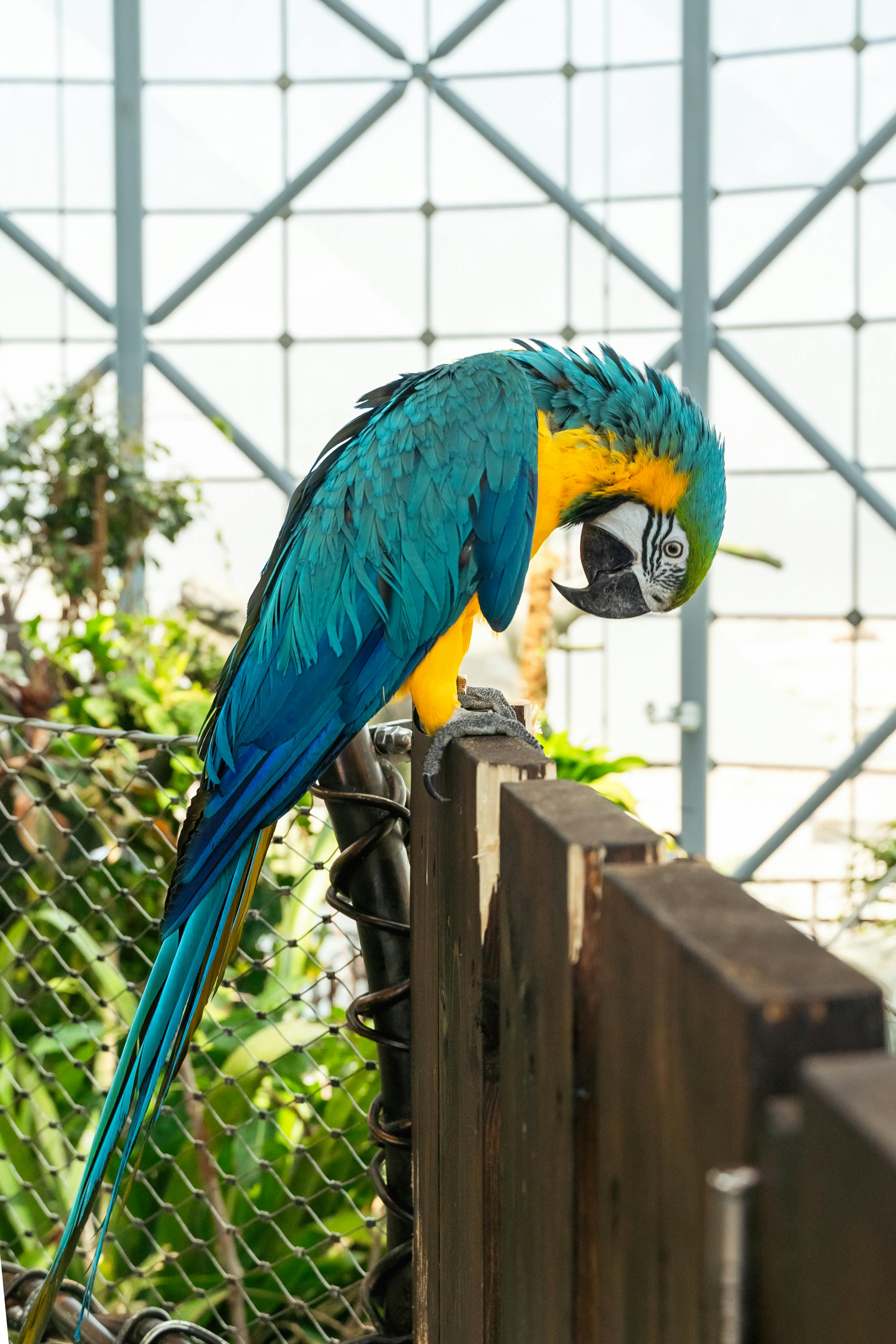 Macaw Behavior Photos, Download The BEST Free Macaw Behavior Stock ...