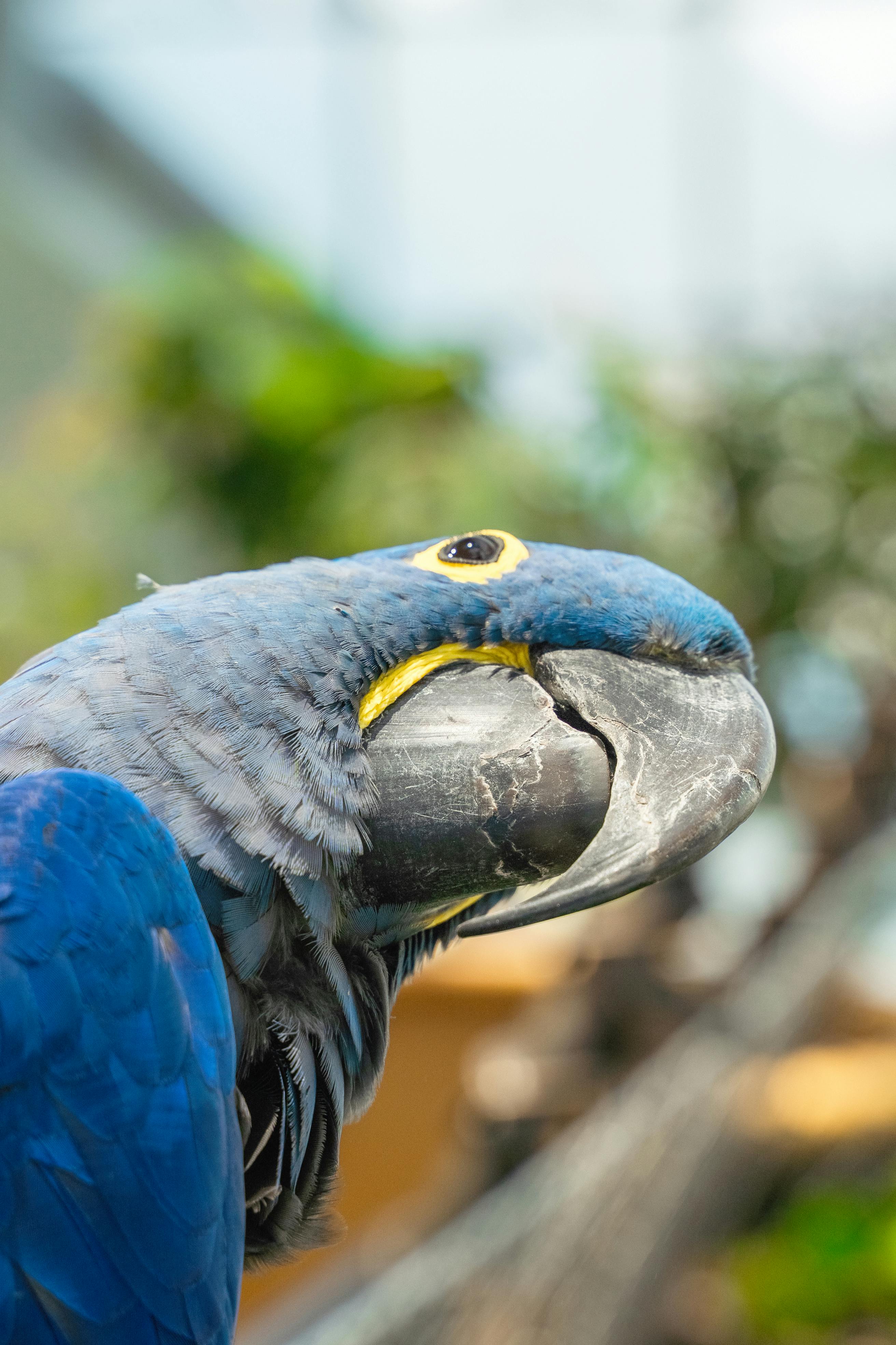 Close-up of a Macaw · Free Stock Photo