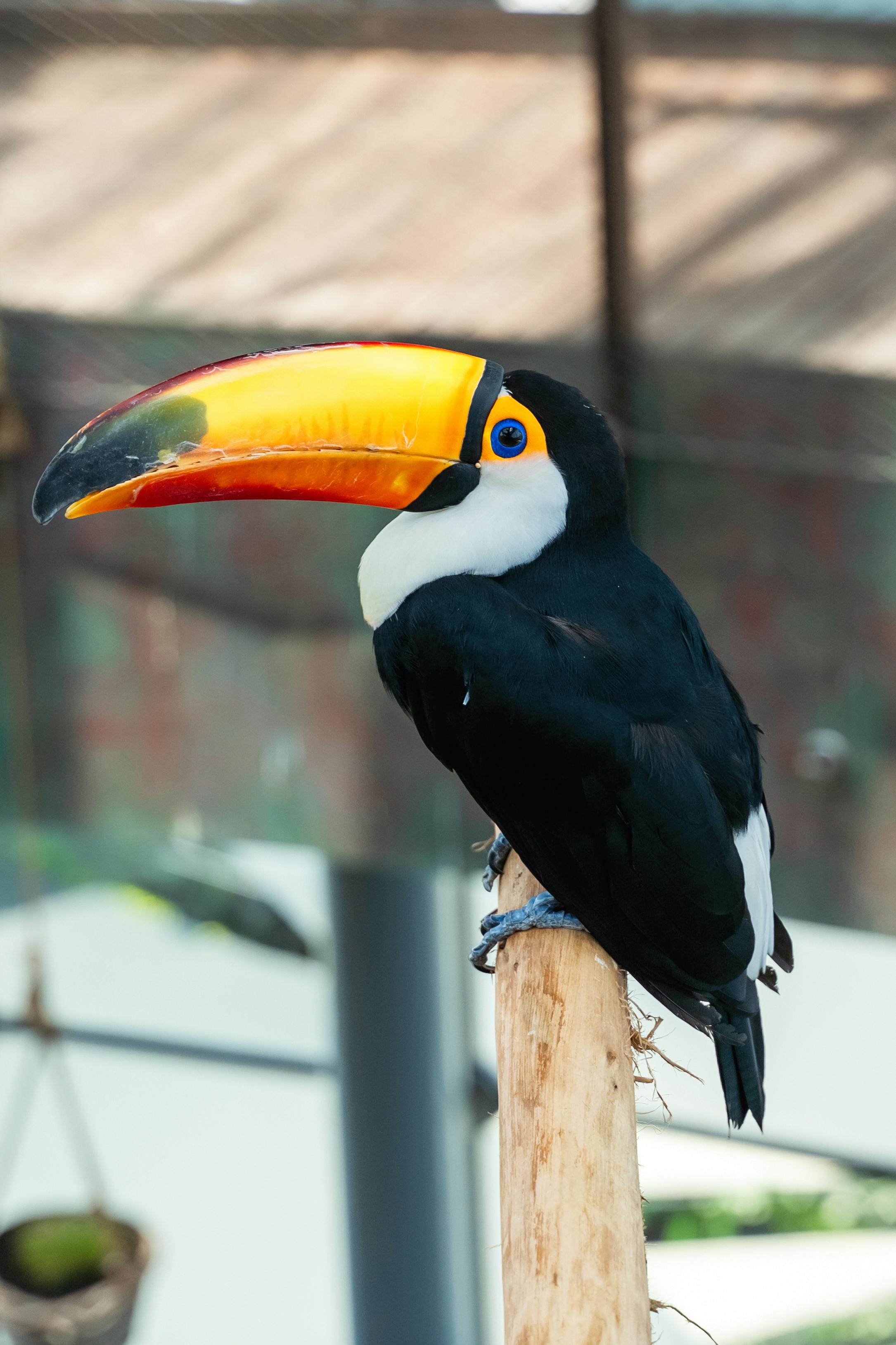Toco Toucan Perching on a Fruit Tree · Free Stock Photo