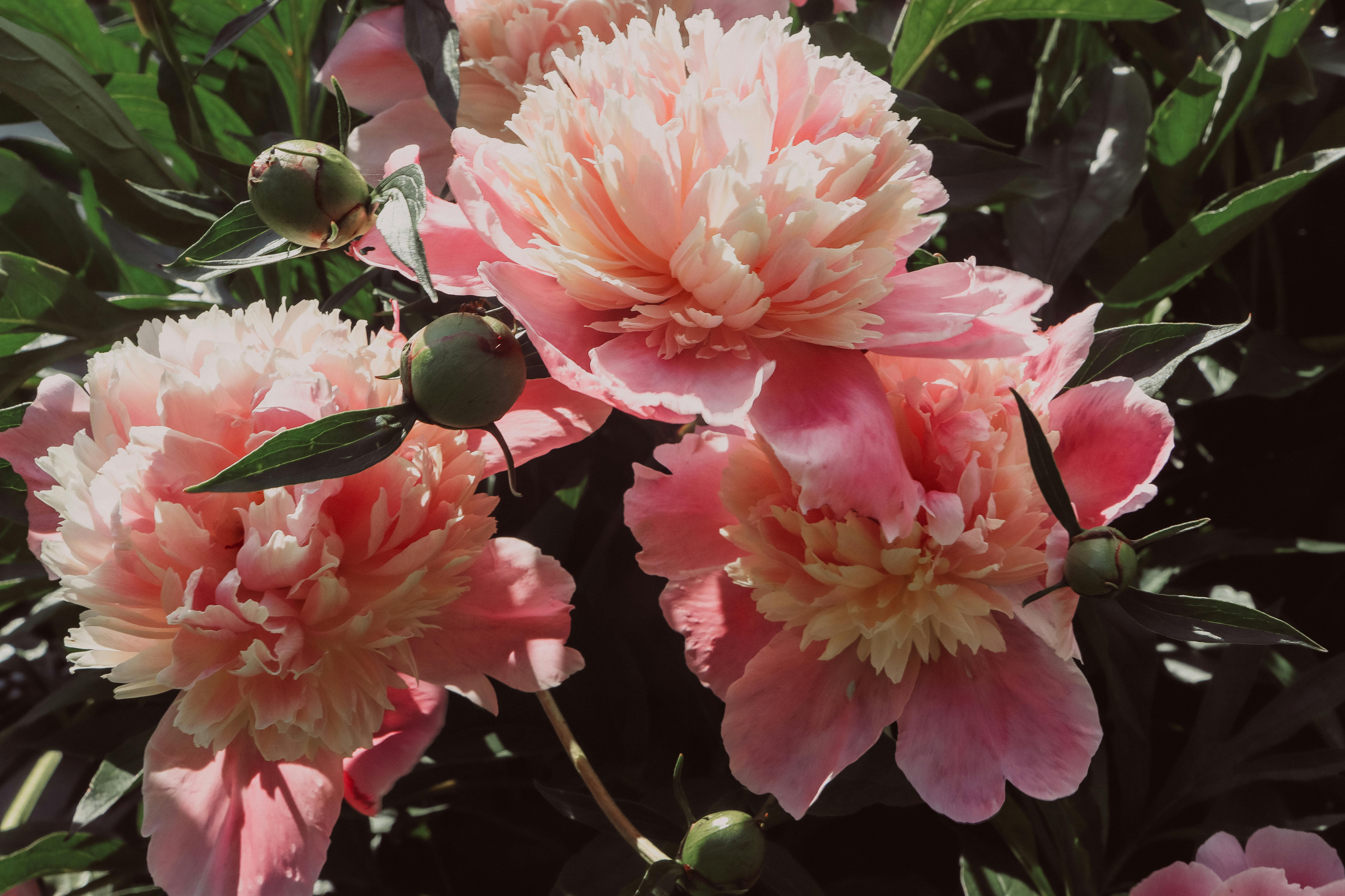 Significance of Peonies: Cultural & Historical Insights