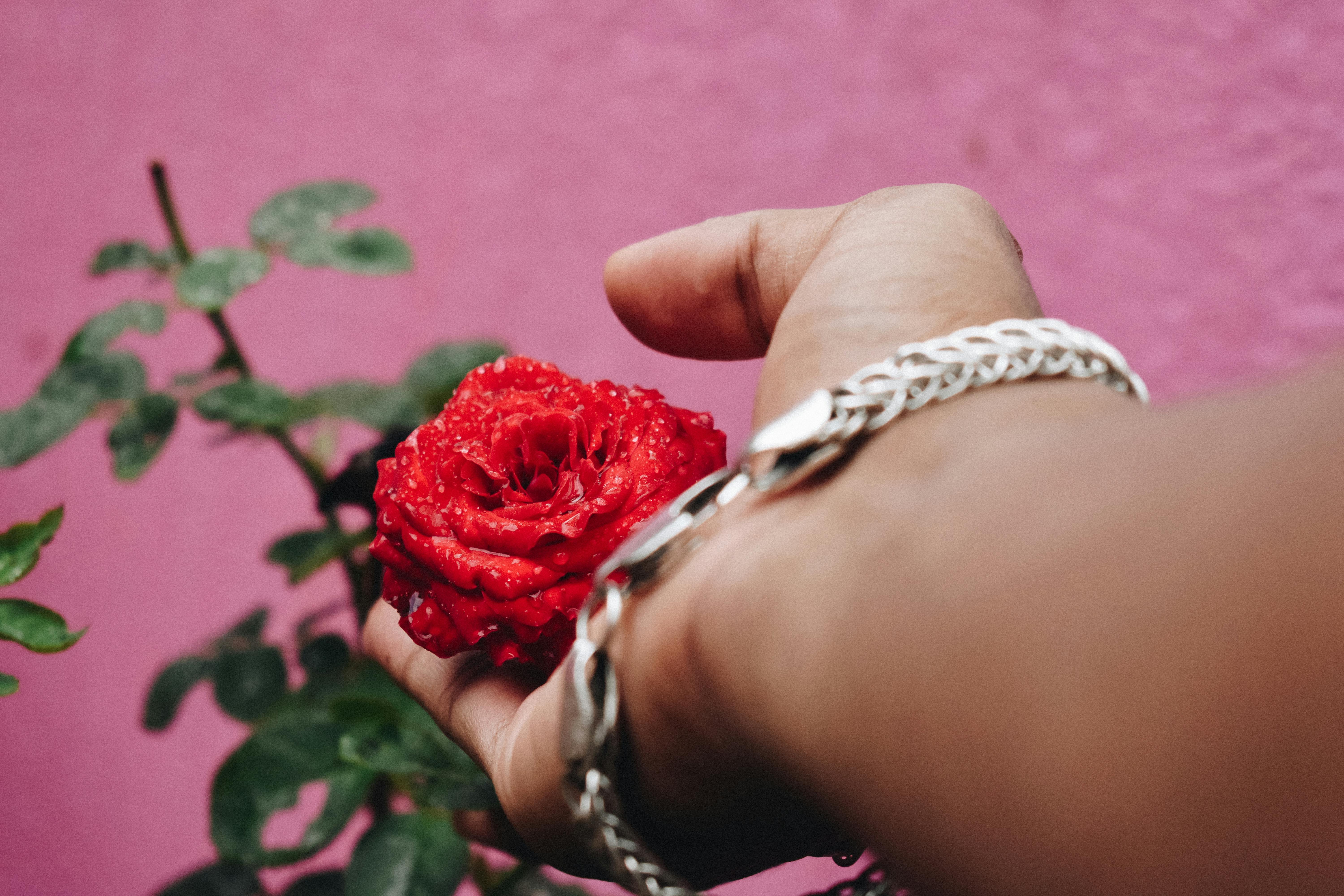 Person Holding Red Rose · Free Stock Photo