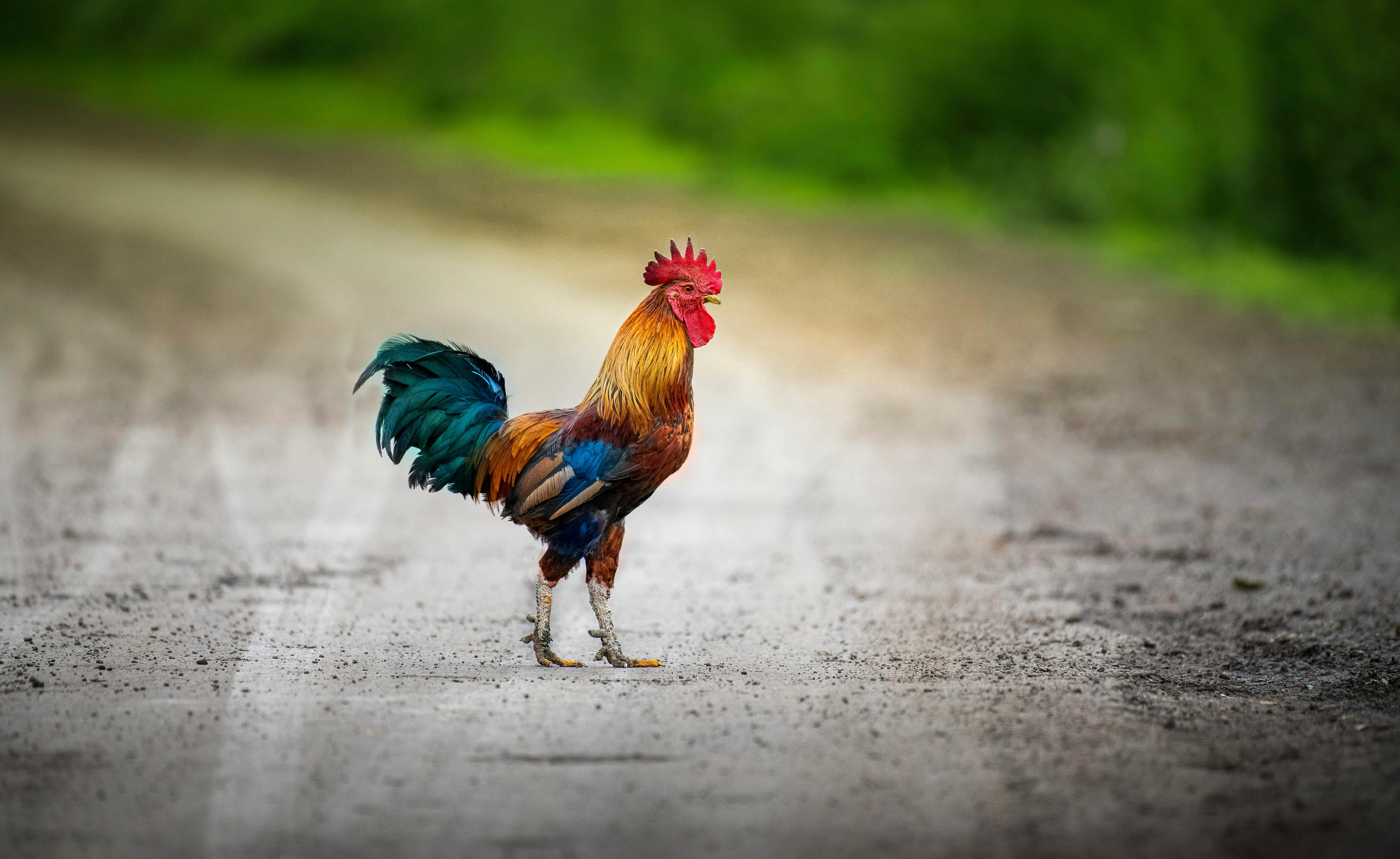 Graceful bright cockerel with red comb on road · Free Stock Photo