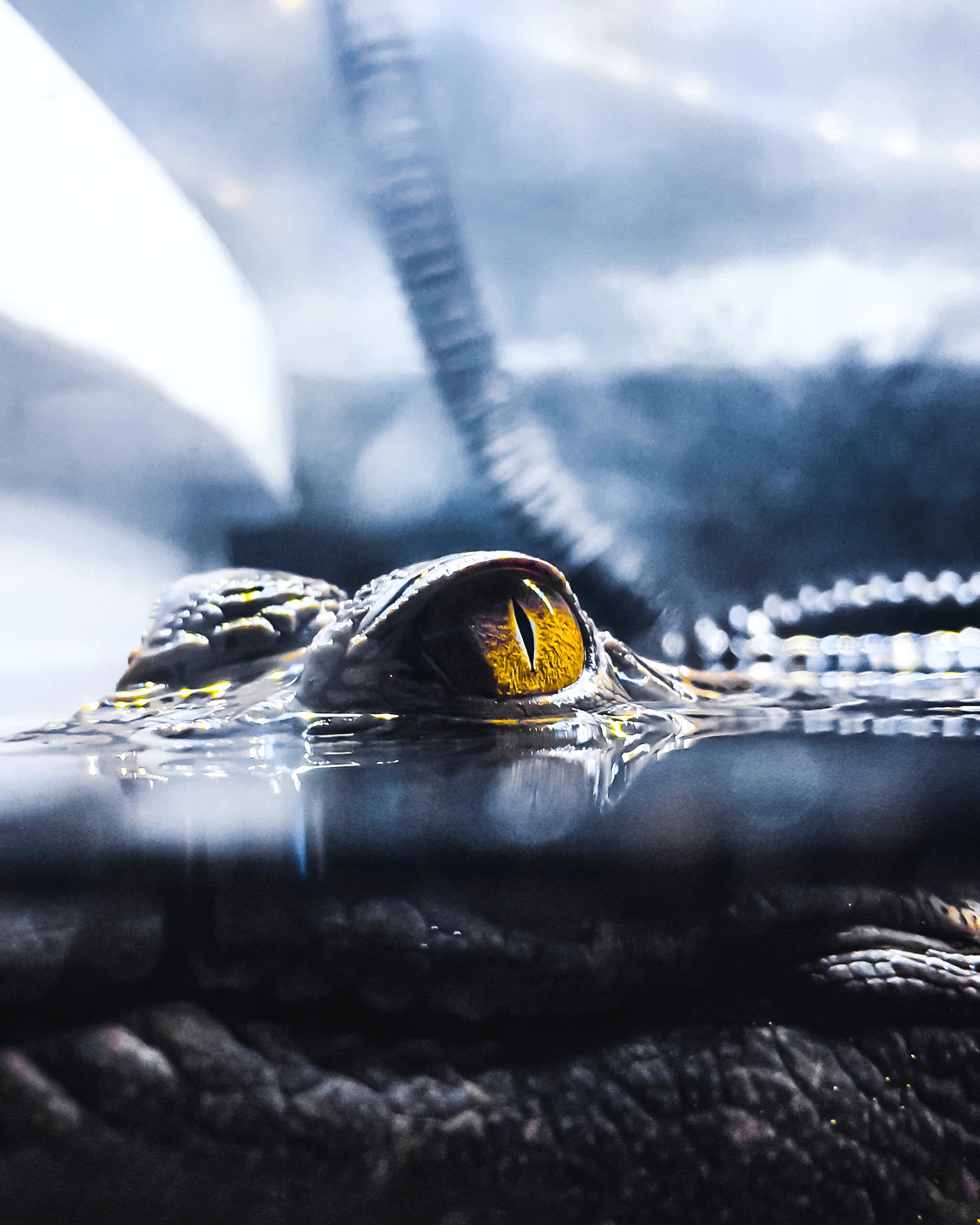 Alligator Head · Free Stock Photo
