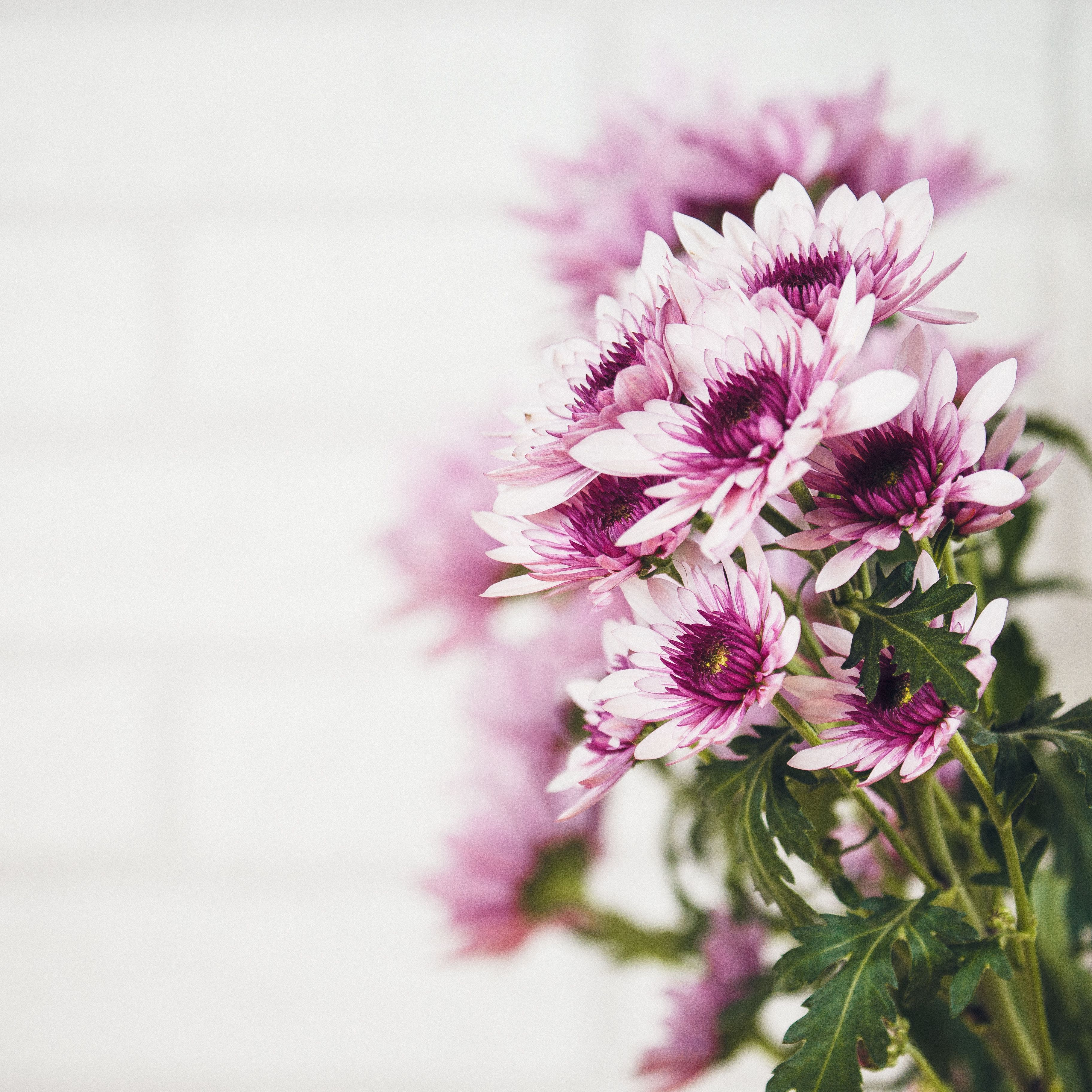 Close Up of Pink Flowers · Free Stock Photo