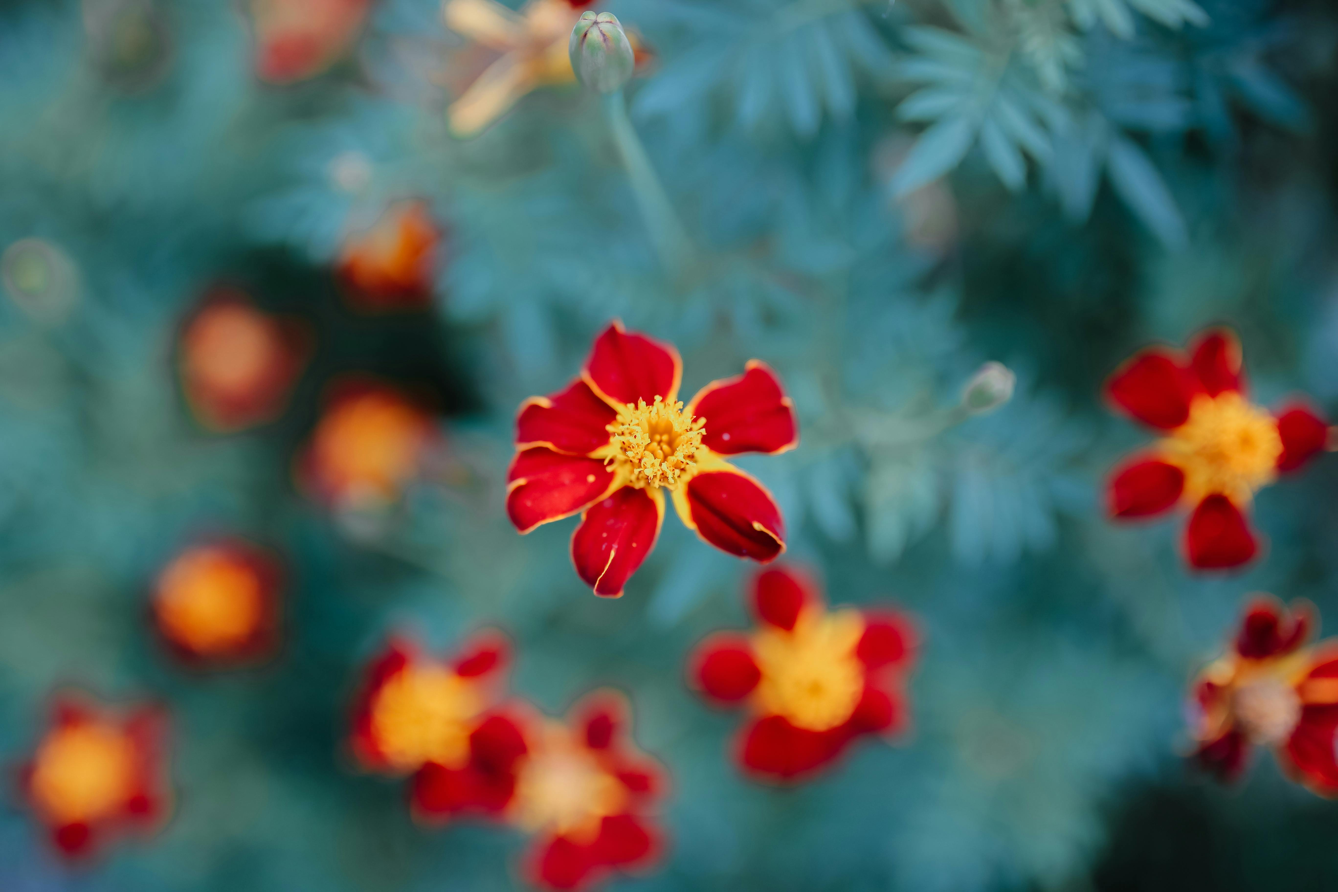 Bright red flowers growing in park · Free Stock Photo