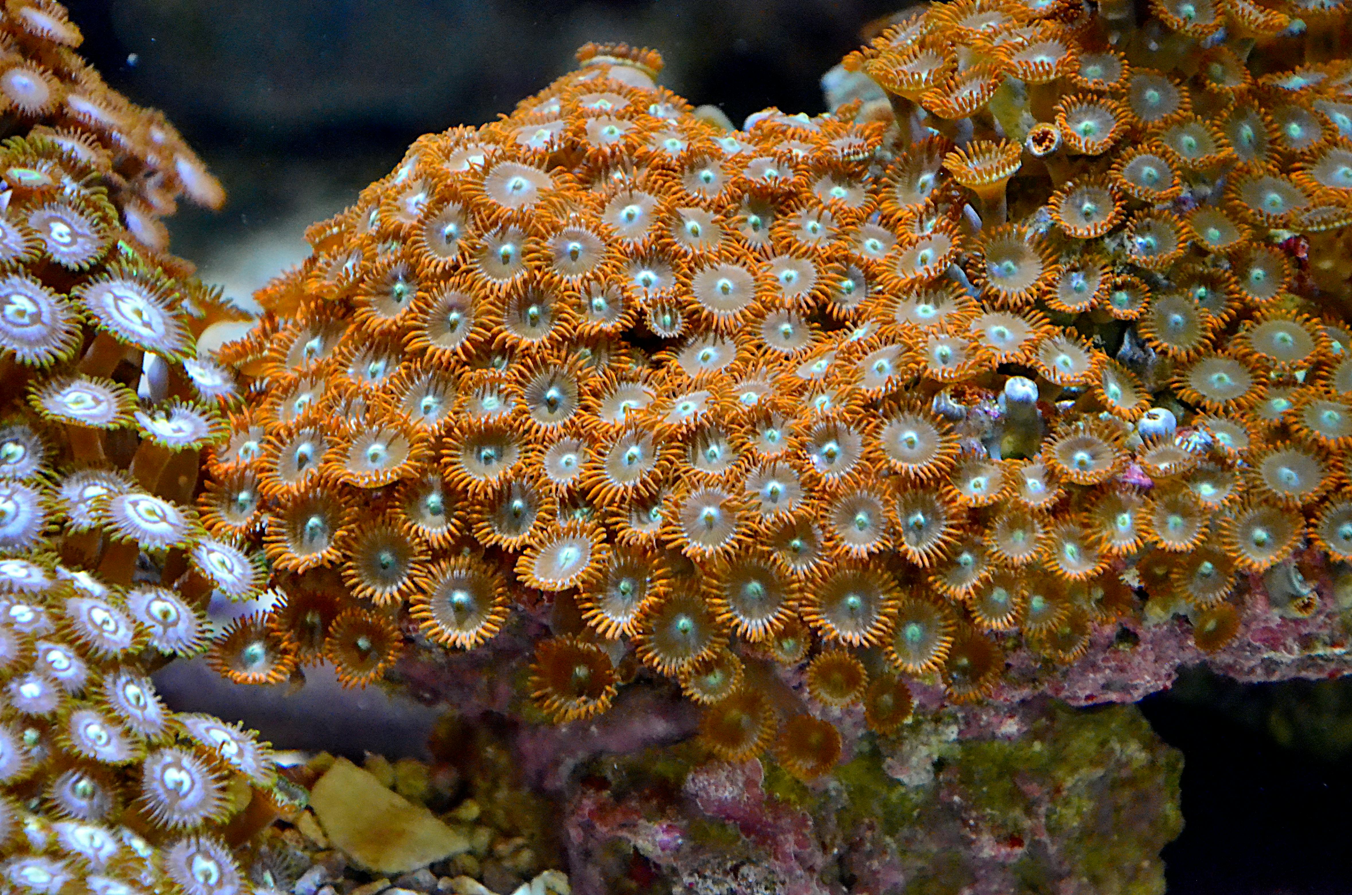 Orange and White Button Polyps · Free Stock Photo