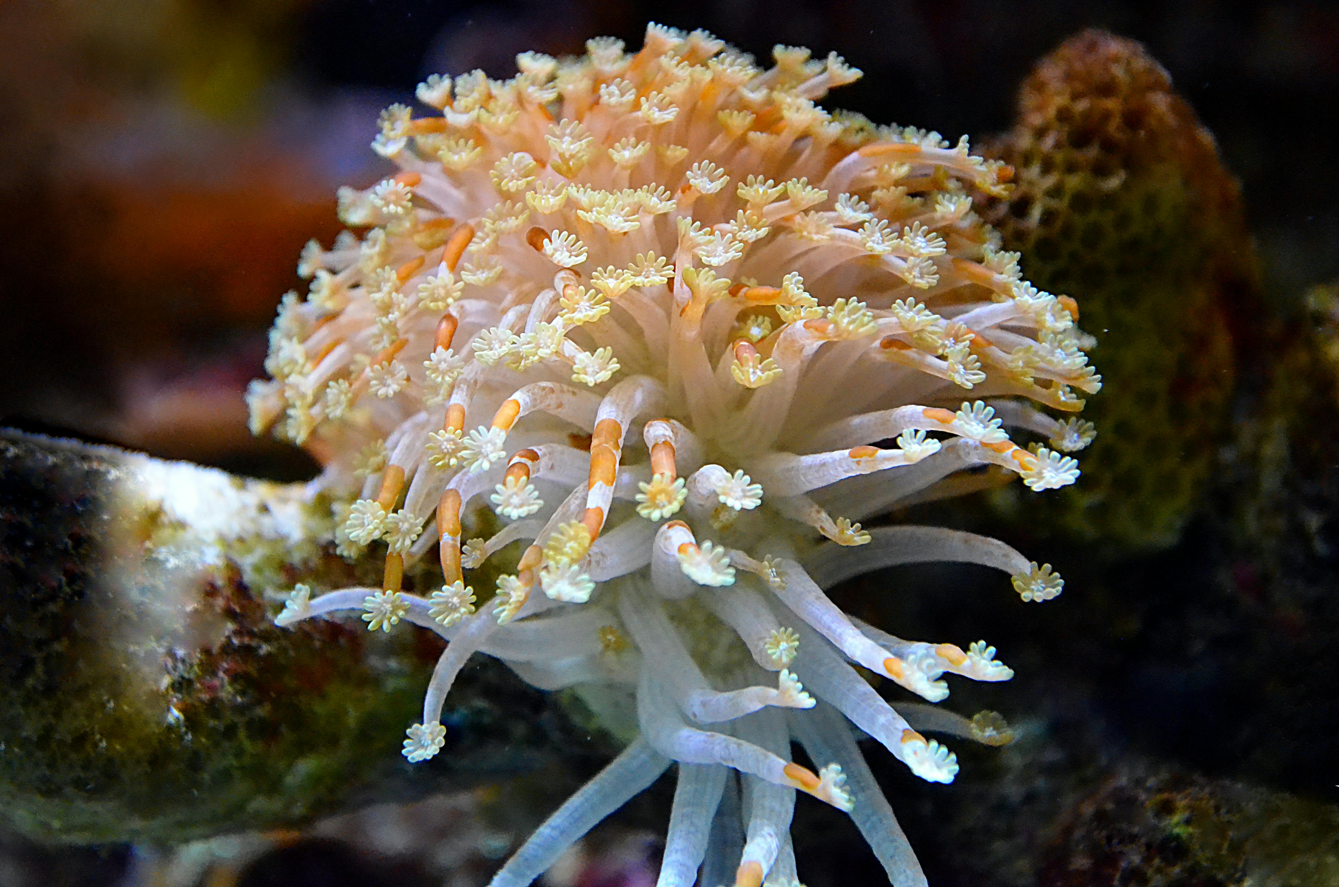 Close-up Photo of Corals · Free Stock Photo
