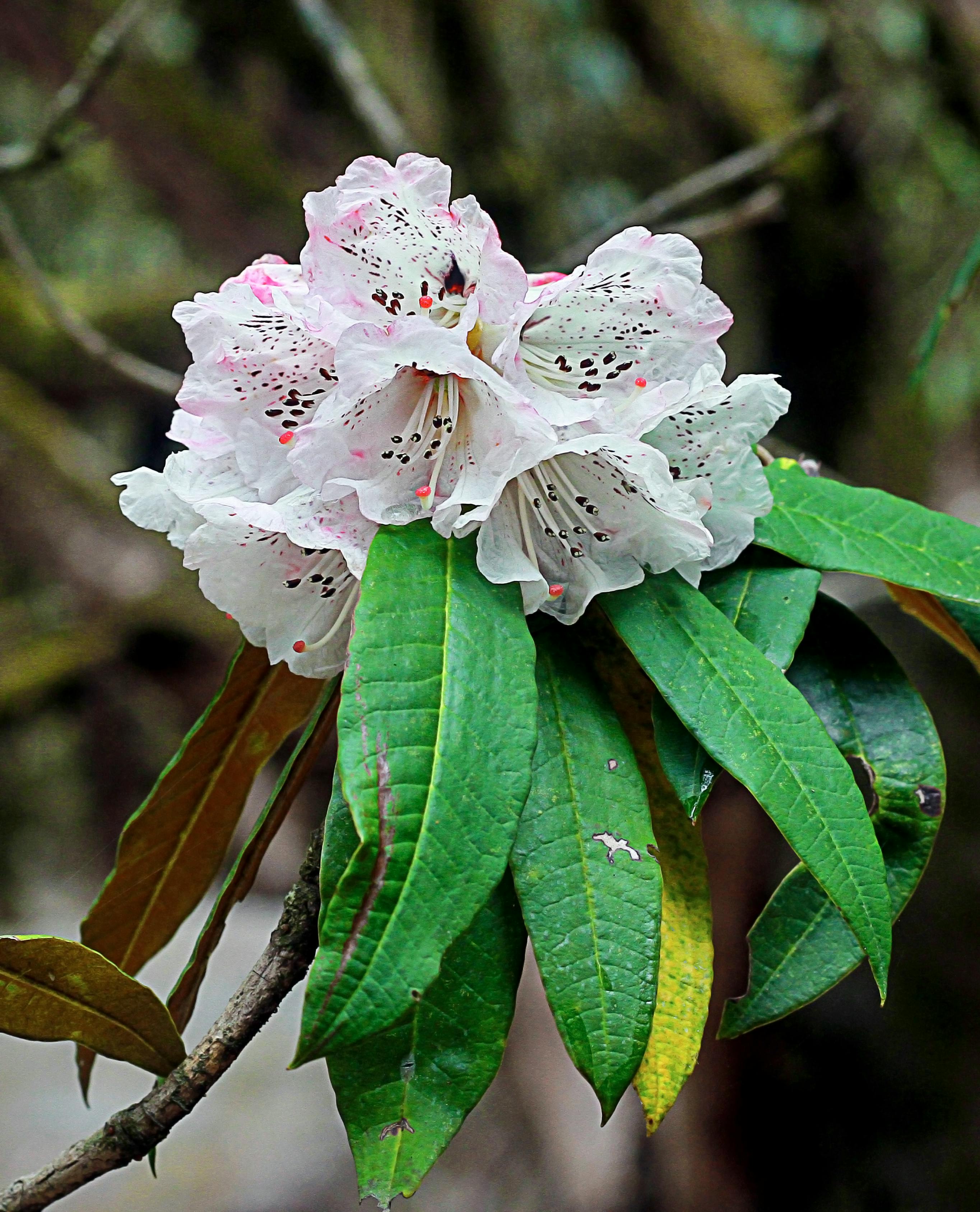 Free stock photo of flower, flowers, gurash