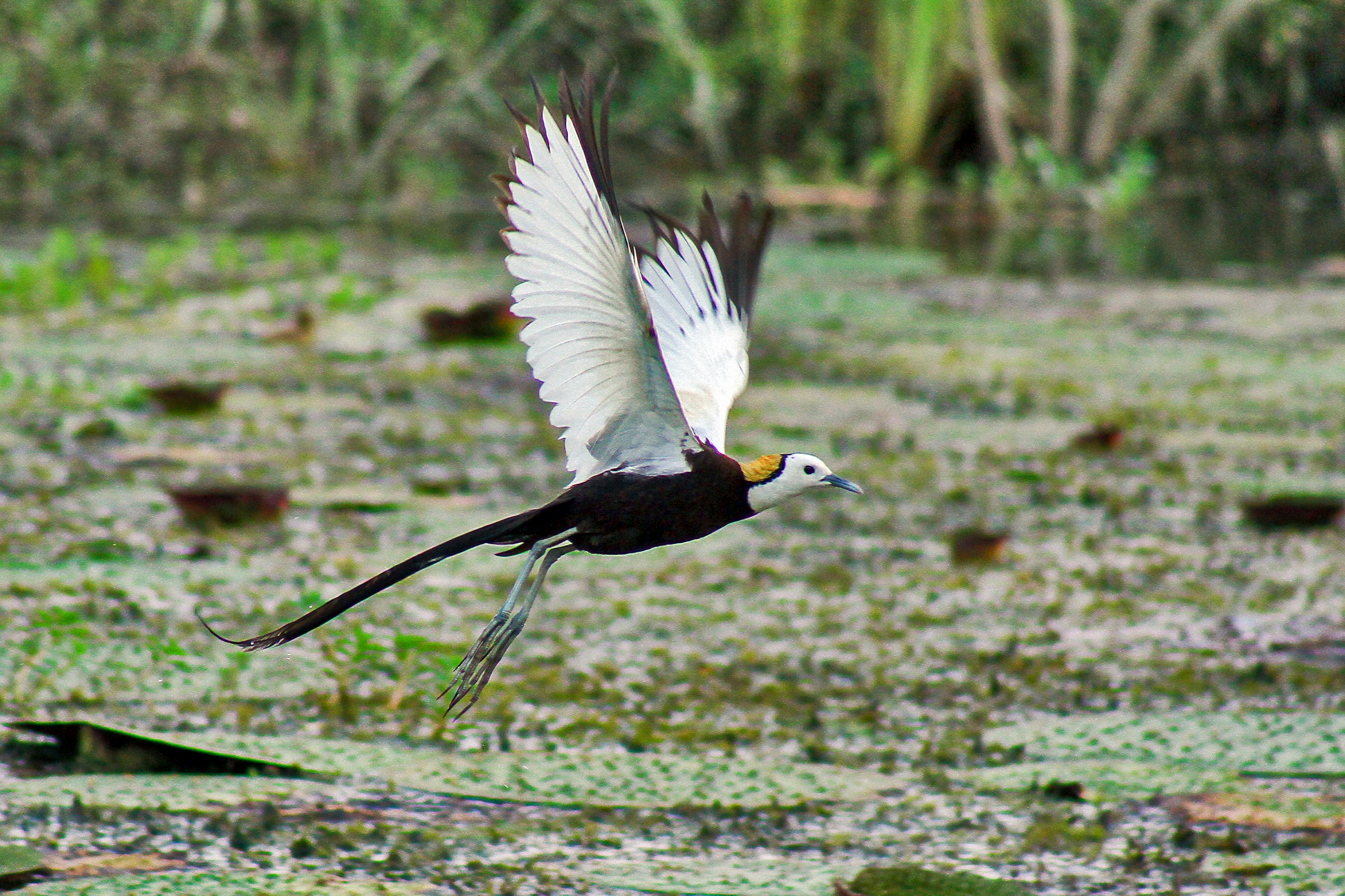 Jacana Flying over Swamp · Free Stock Photo