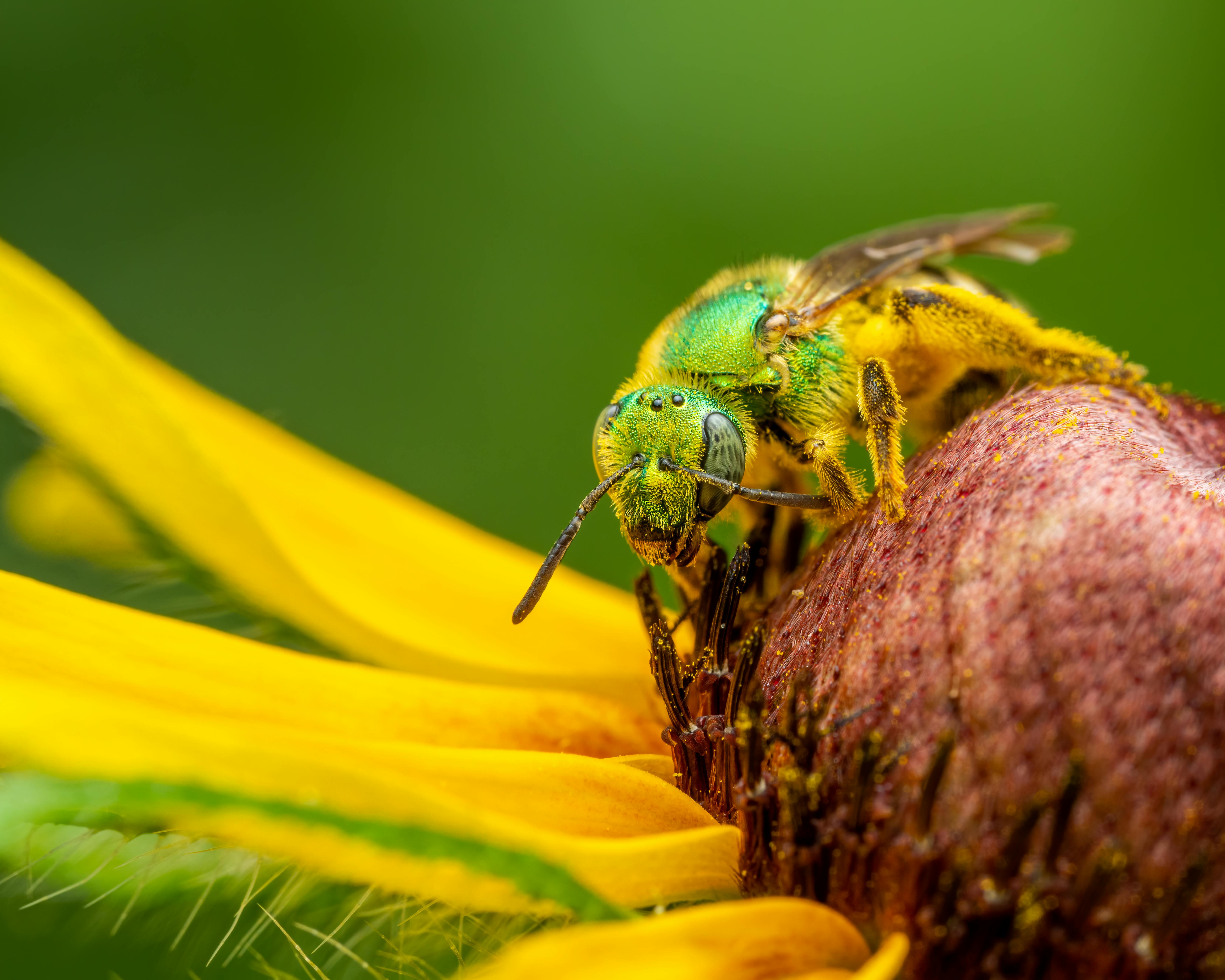 Natural flower and insect in field · Free Stock Photo