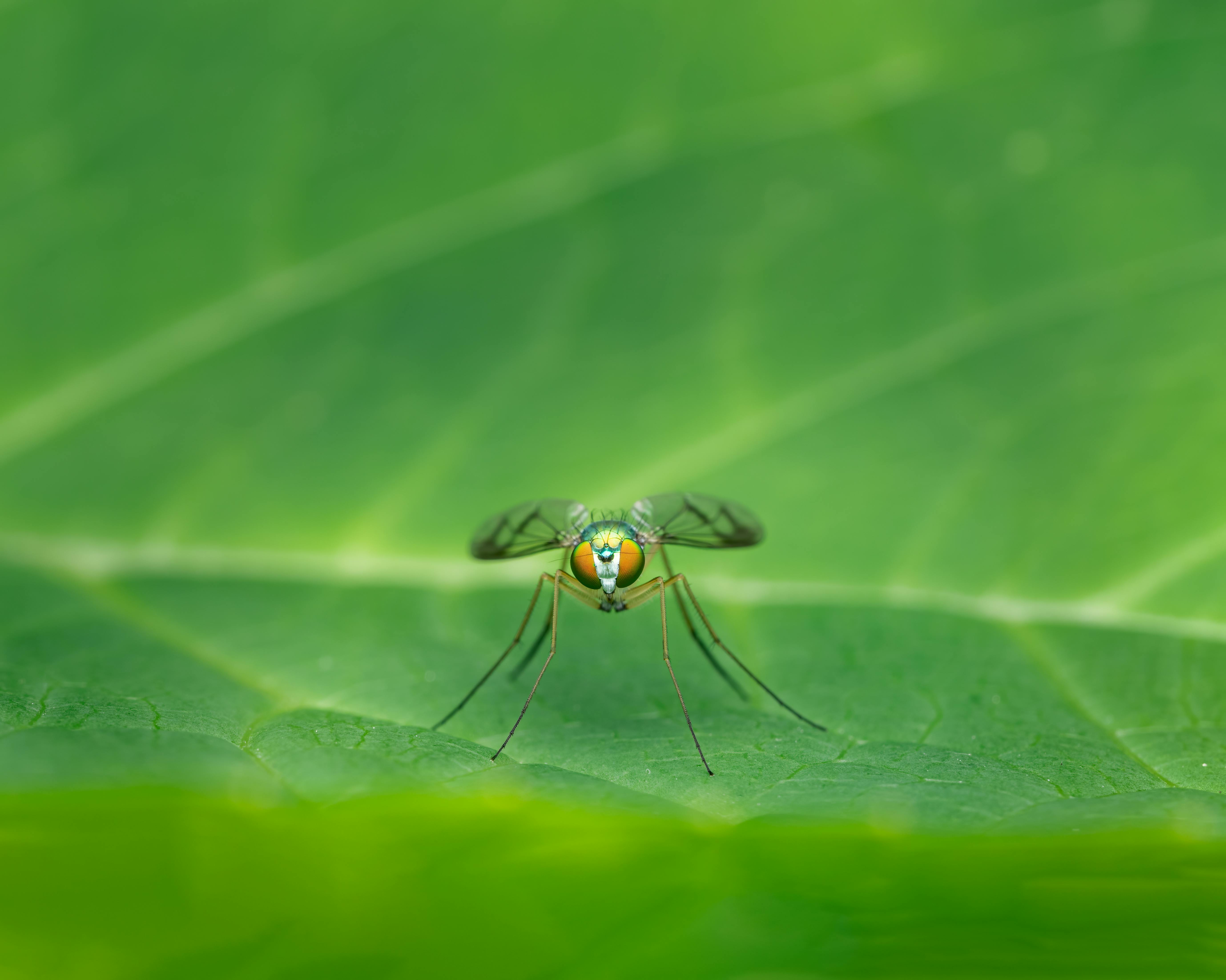 Insect sitting on green plant leaf · Free Stock Photo