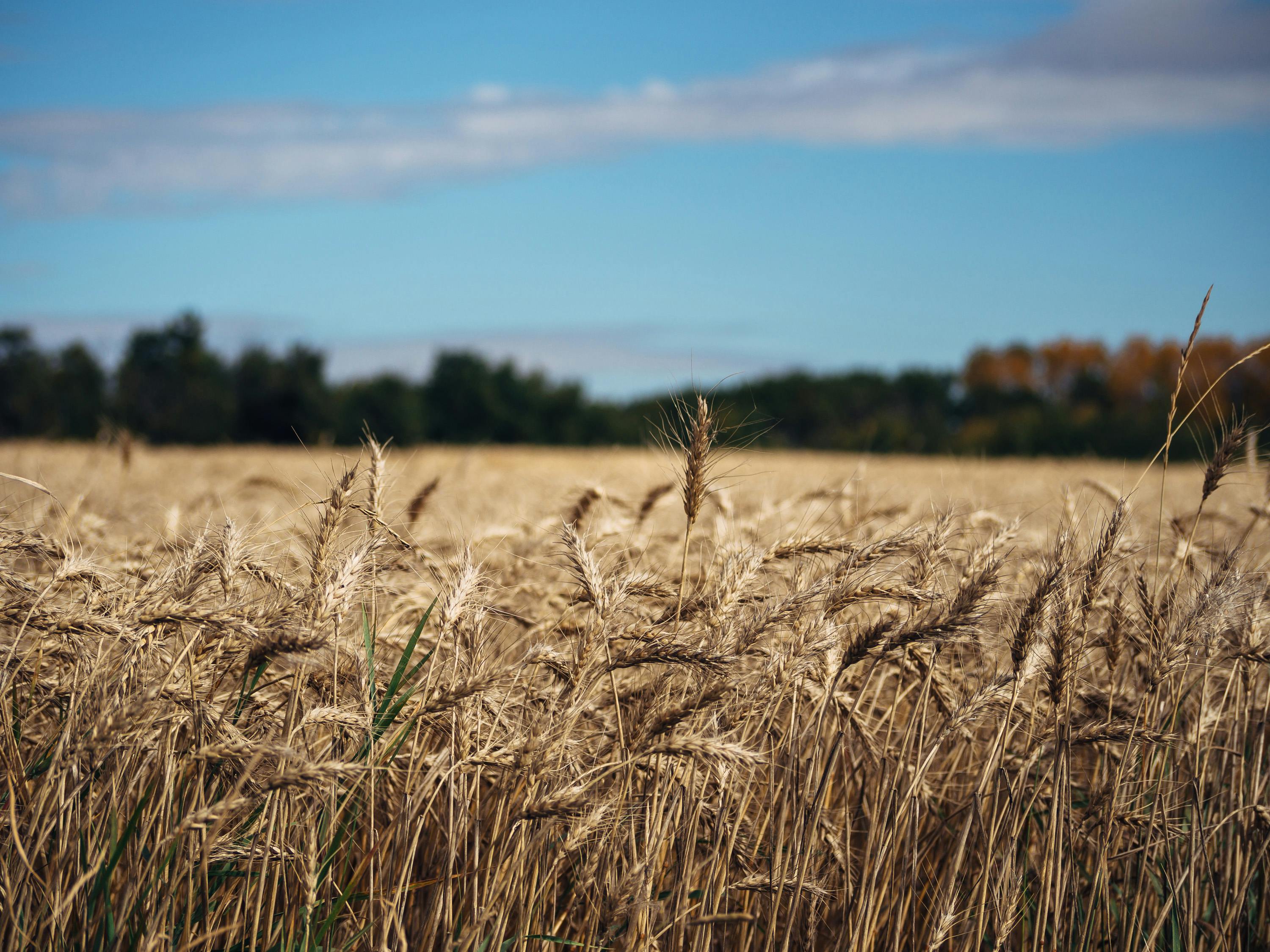 Wheat Field Under Blue Sky · Free Stock Photo